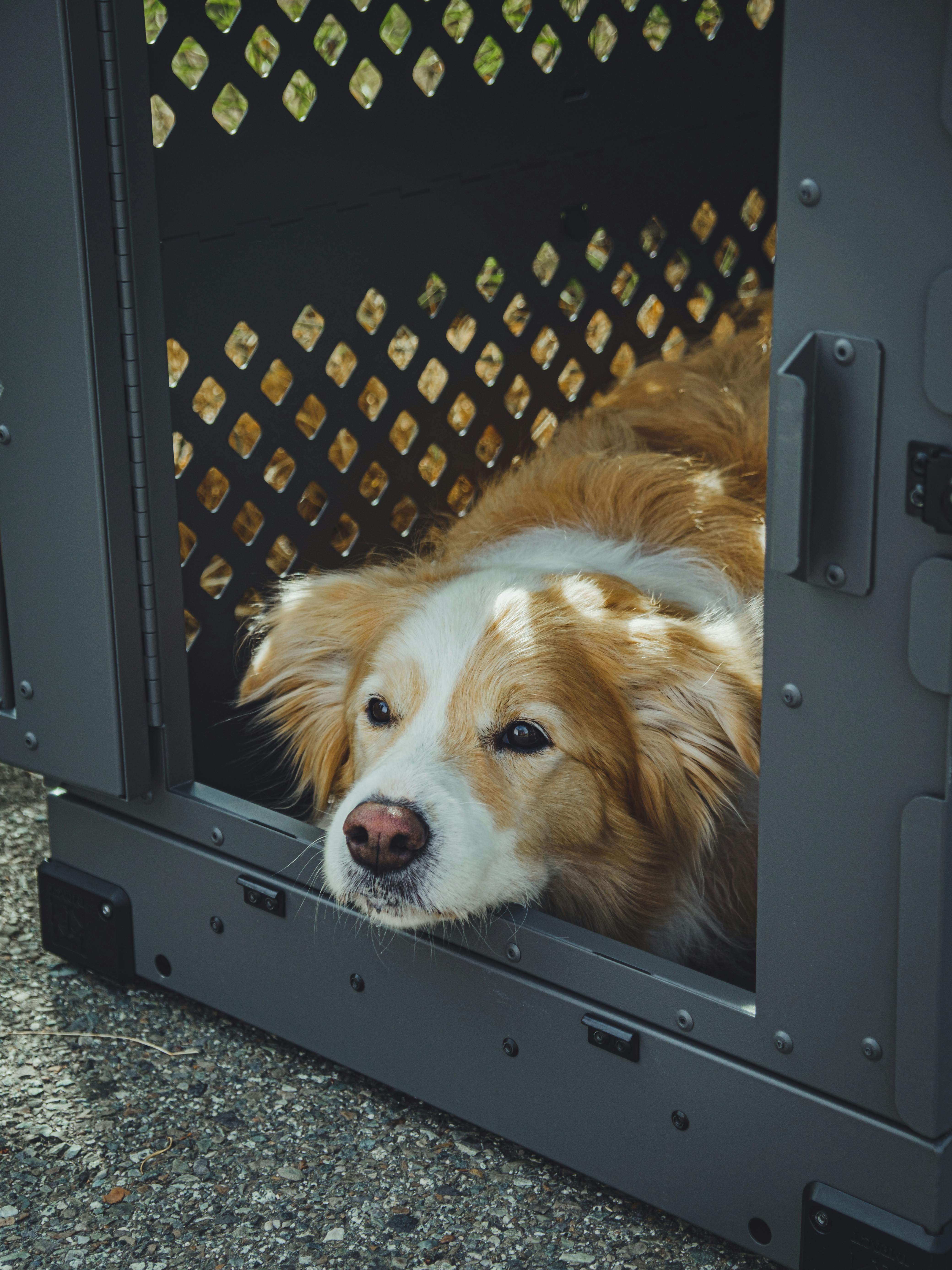 Australian Shepherd in Secure Dog Crate Outdoors · Free Stock Photo