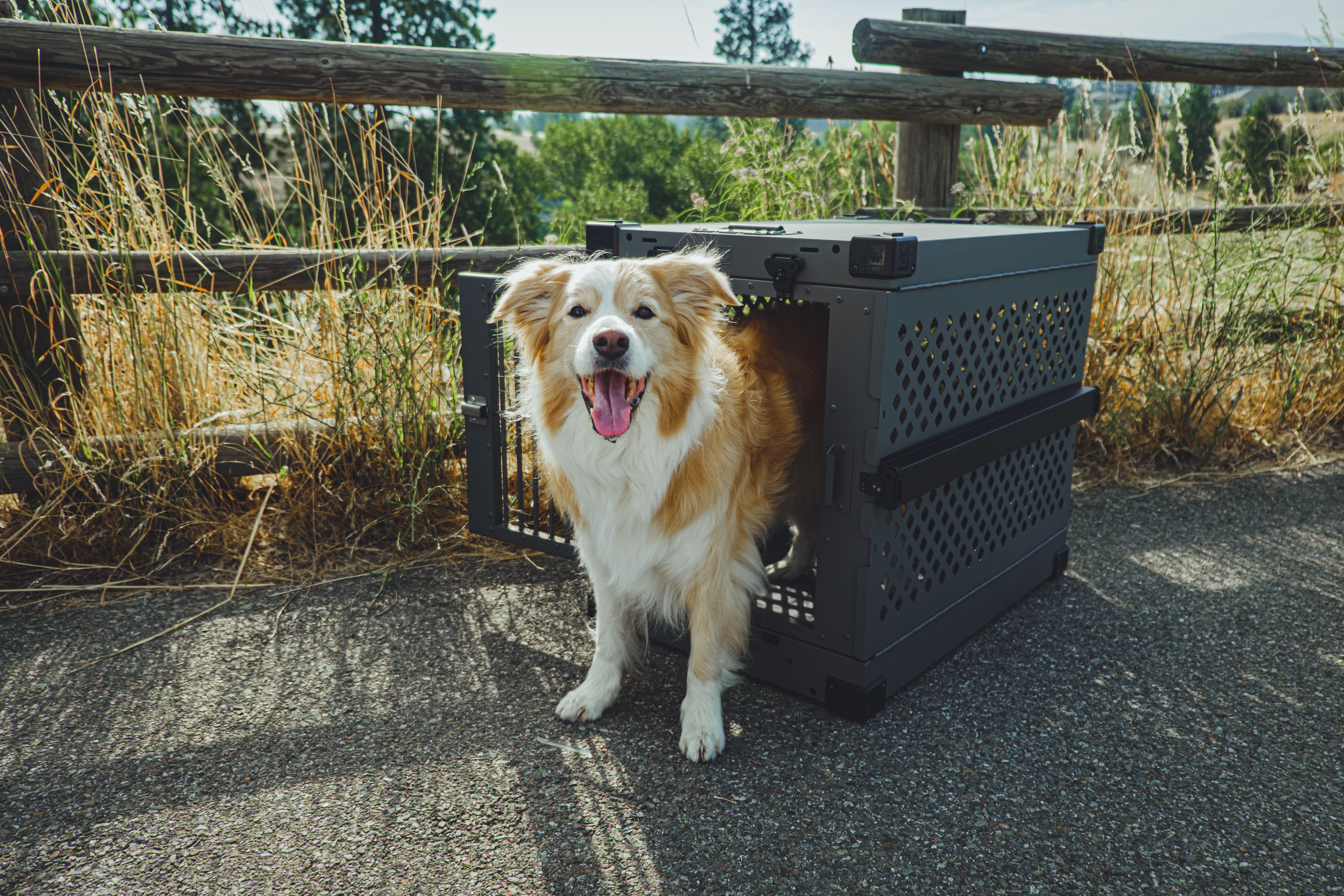 Happy Australian Shepherd in Outdoor Dog Crate · Free Stock Photo