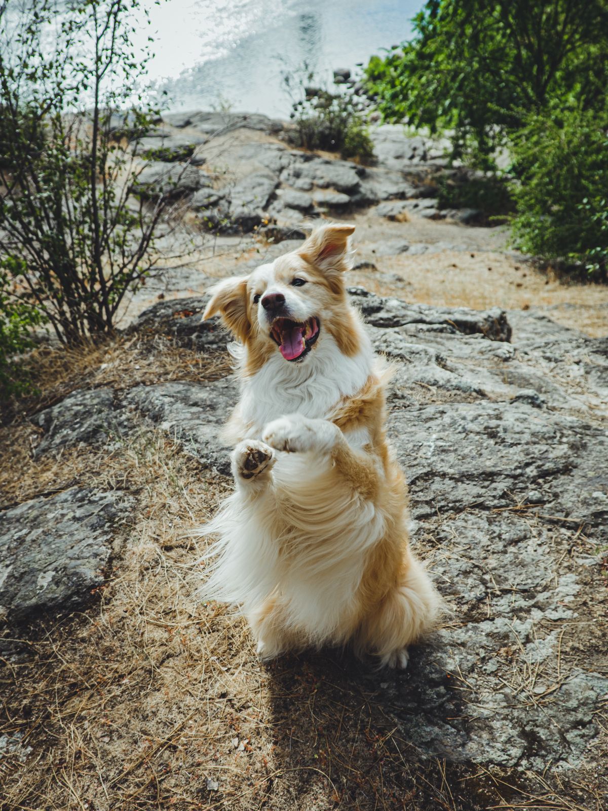Dog Barking Photos, Download The BEST Free Dog Barking Stock Photos ...