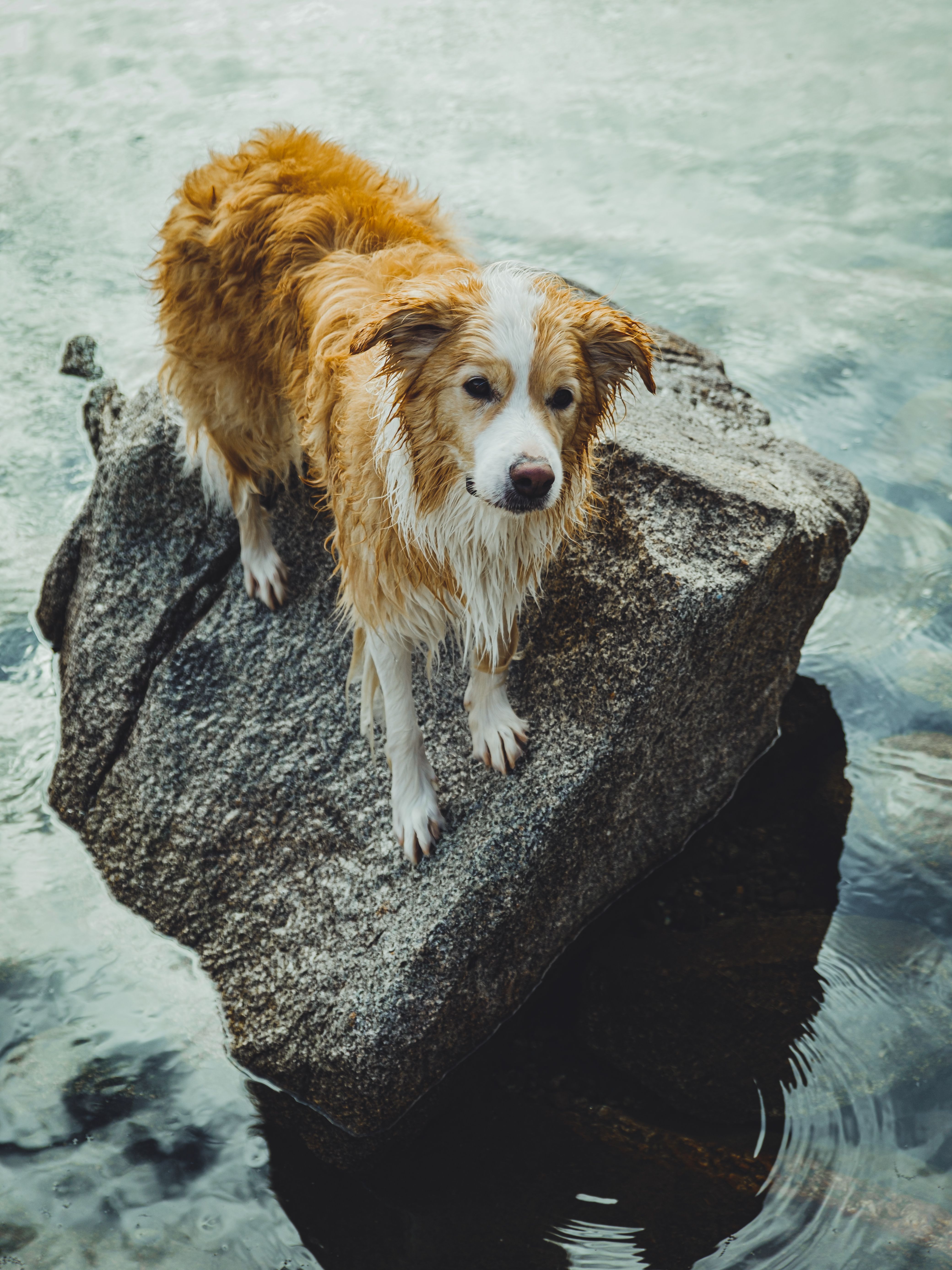 Wet Australian Shepherd on Rocky Shore · Free Stock Photo