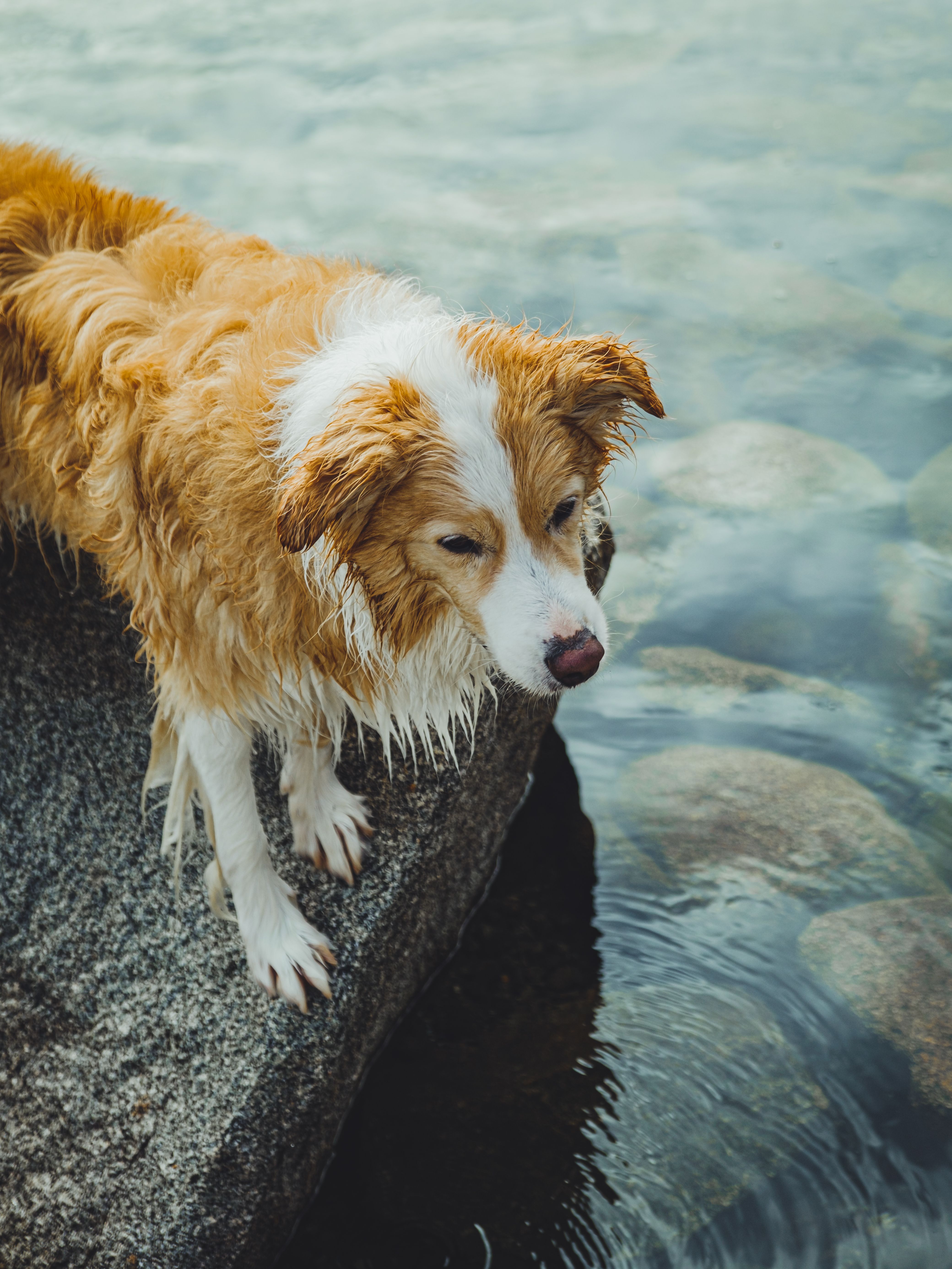 Australian Shepherd by the Water's Edge · Free Stock Photo