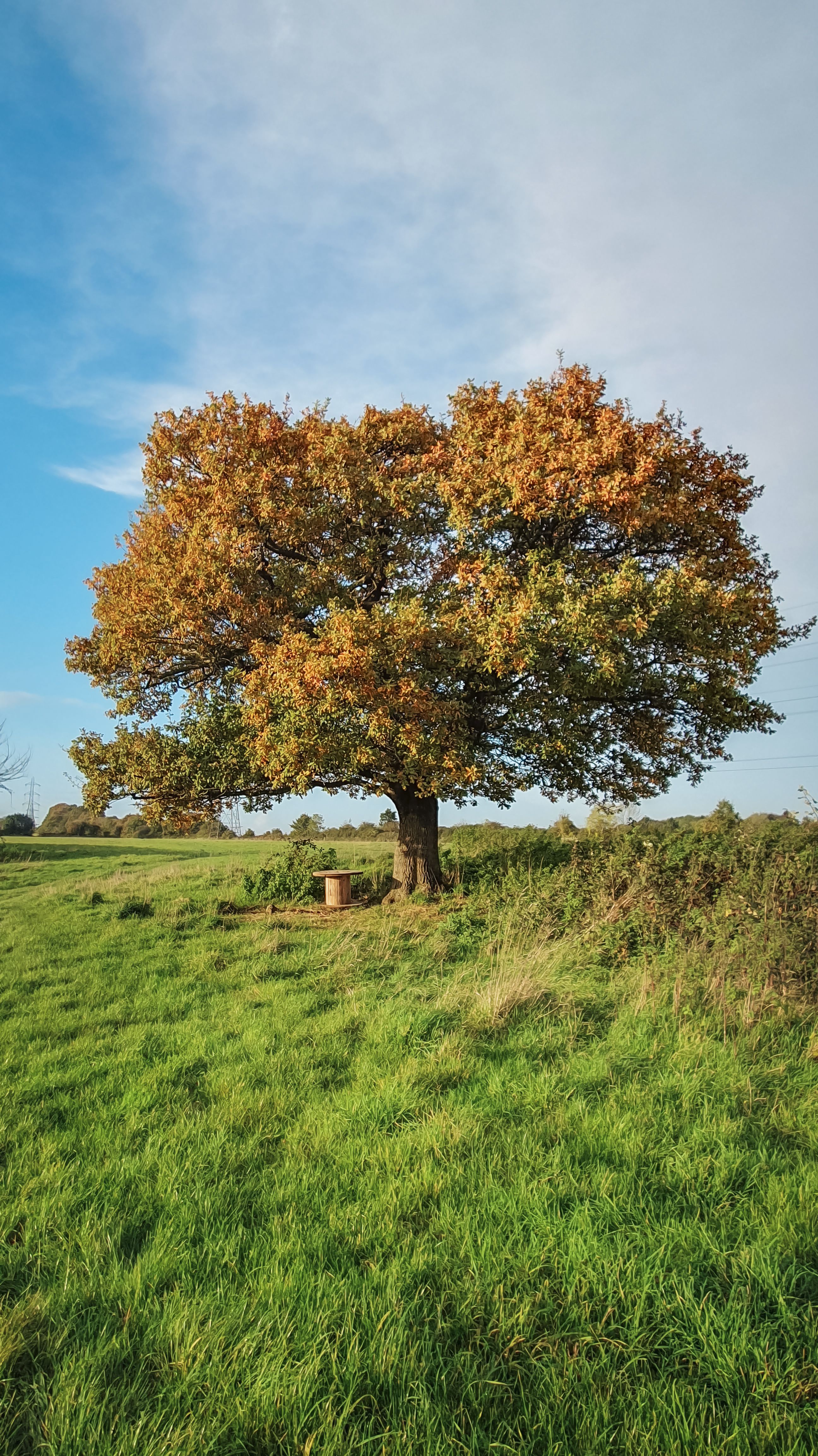 Majestic Oak Tree in Scenic Countryside Landscape · Free Stock Photo