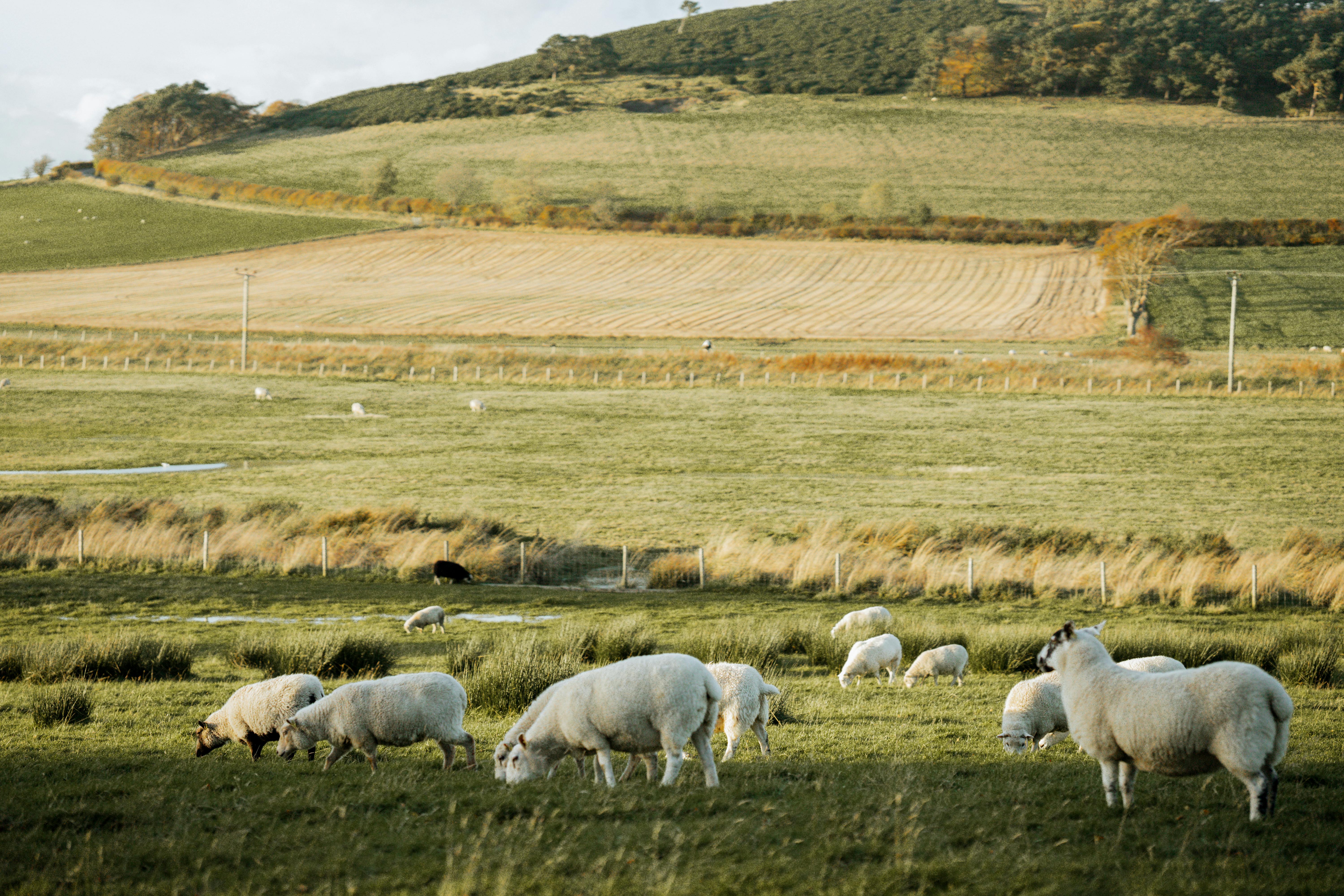 Group of Sheep at the Field · Free Stock Photo