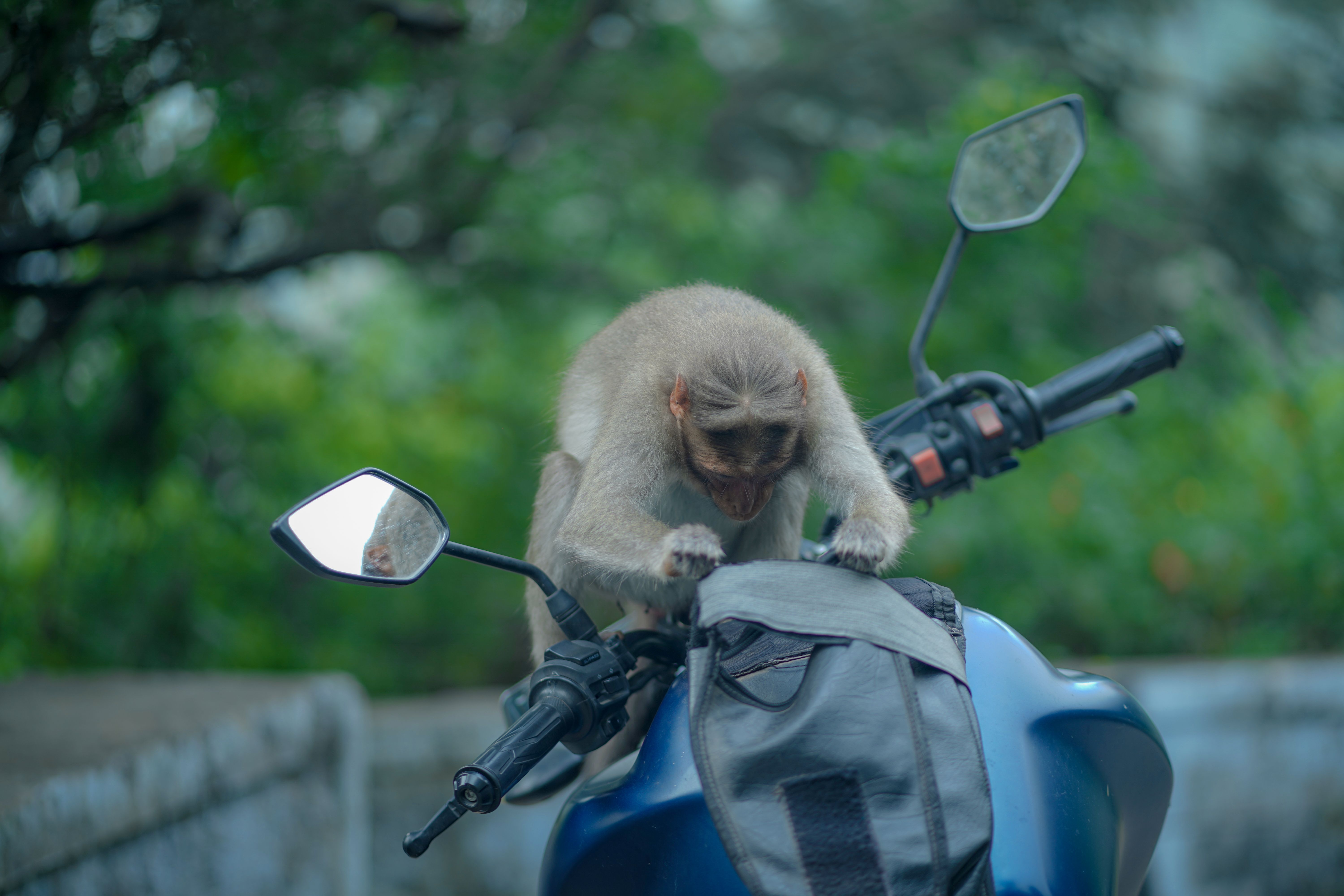 Monkey On Bike Photos, Download The BEST Free Monkey On Bike Stock ...
