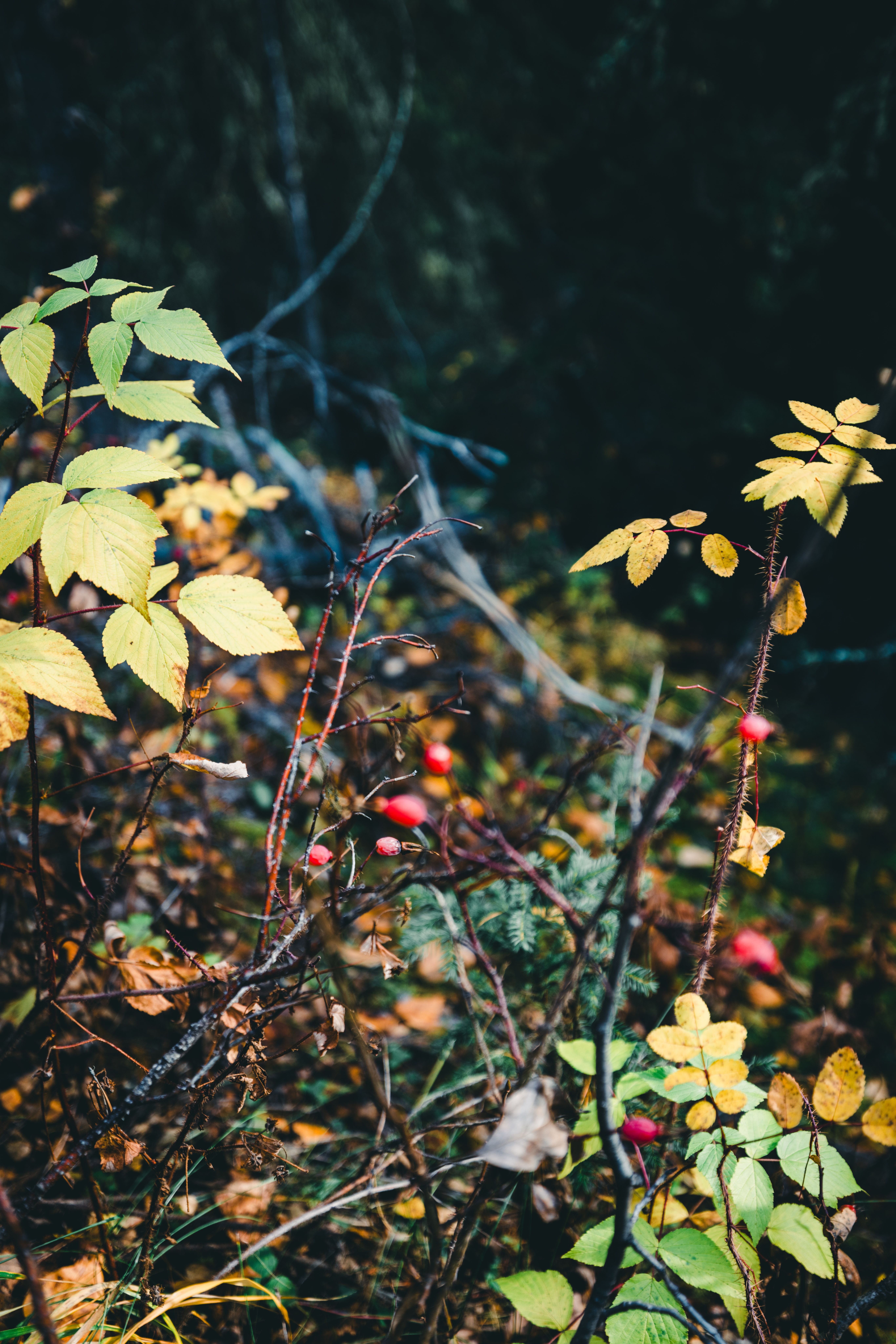 Yellow Trees · Free Stock Photo