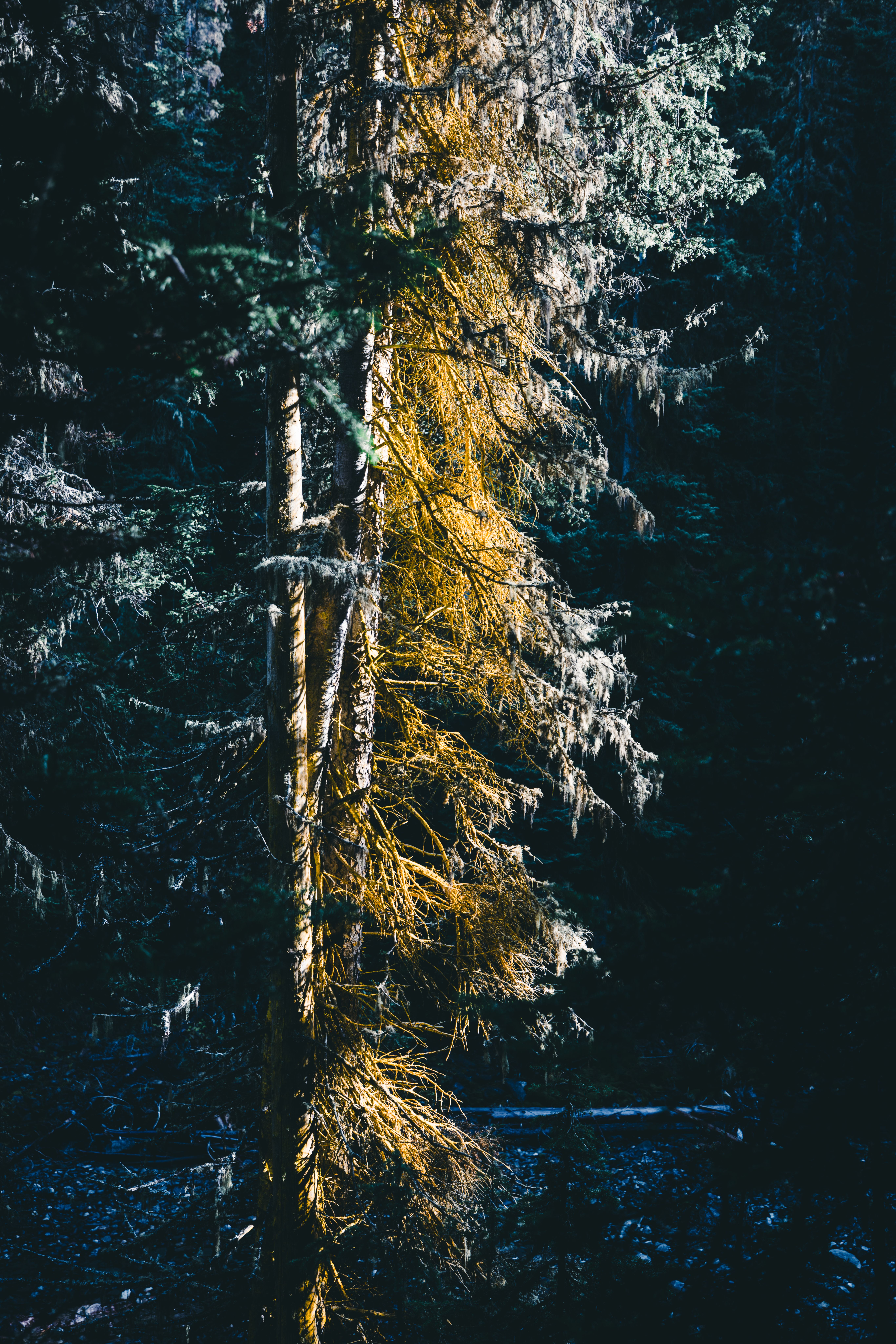 Serene Forest Scene in Banff National Park · Free Stock Photo
