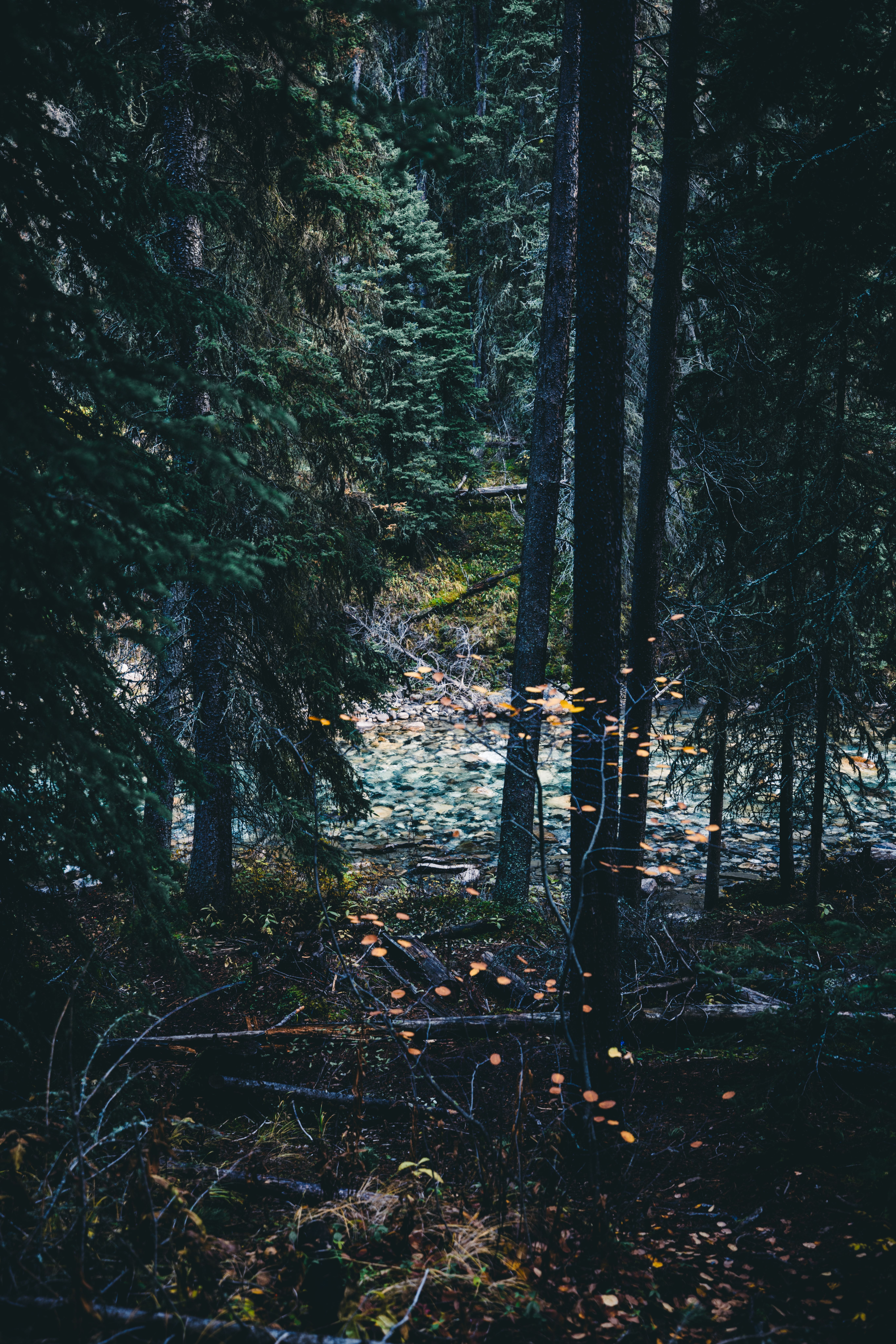 Serene Forest Scene in Banff National Park · Free Stock Photo