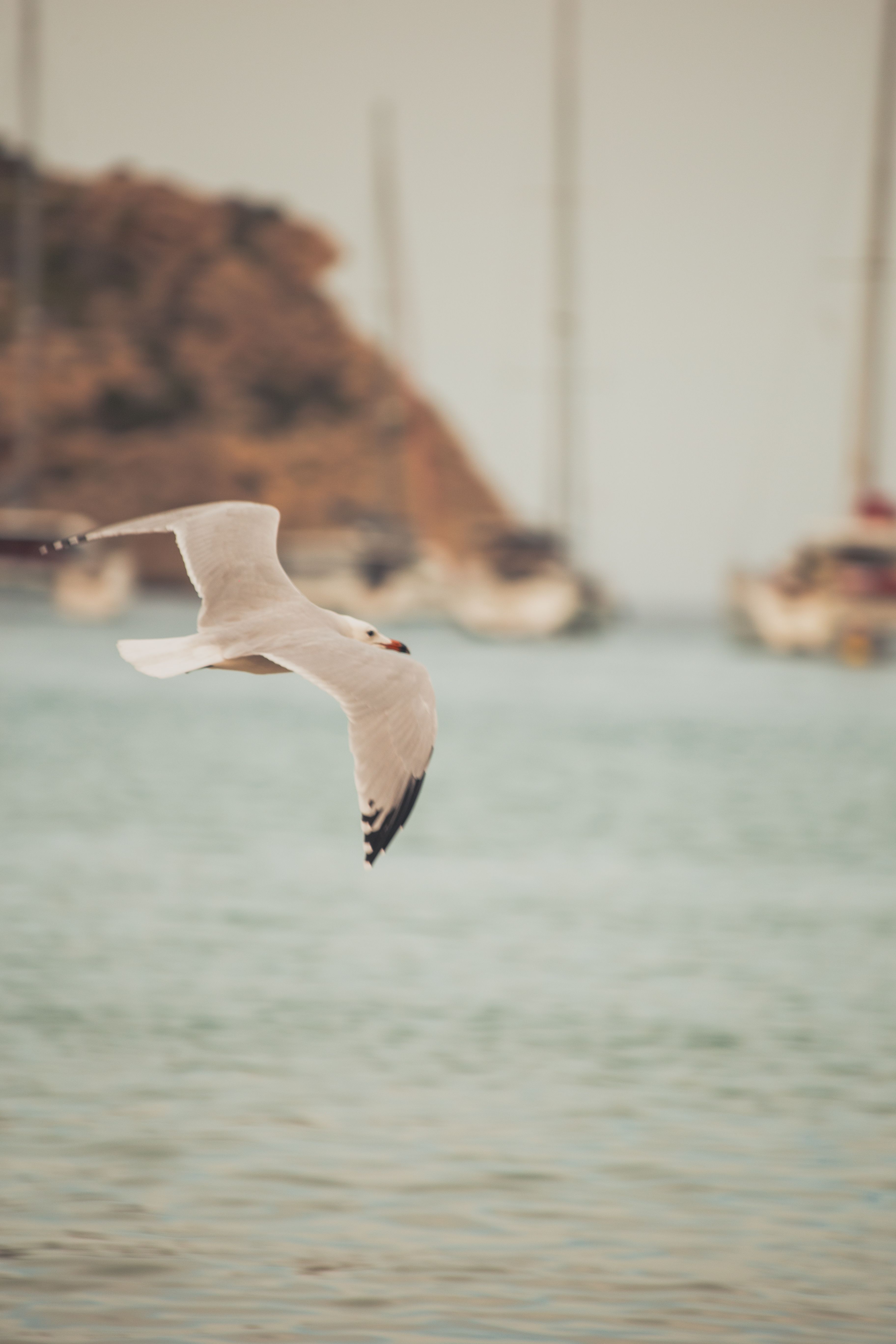 Graceful Seagull Flying Over Ibiza Waters · Free Stock Photo