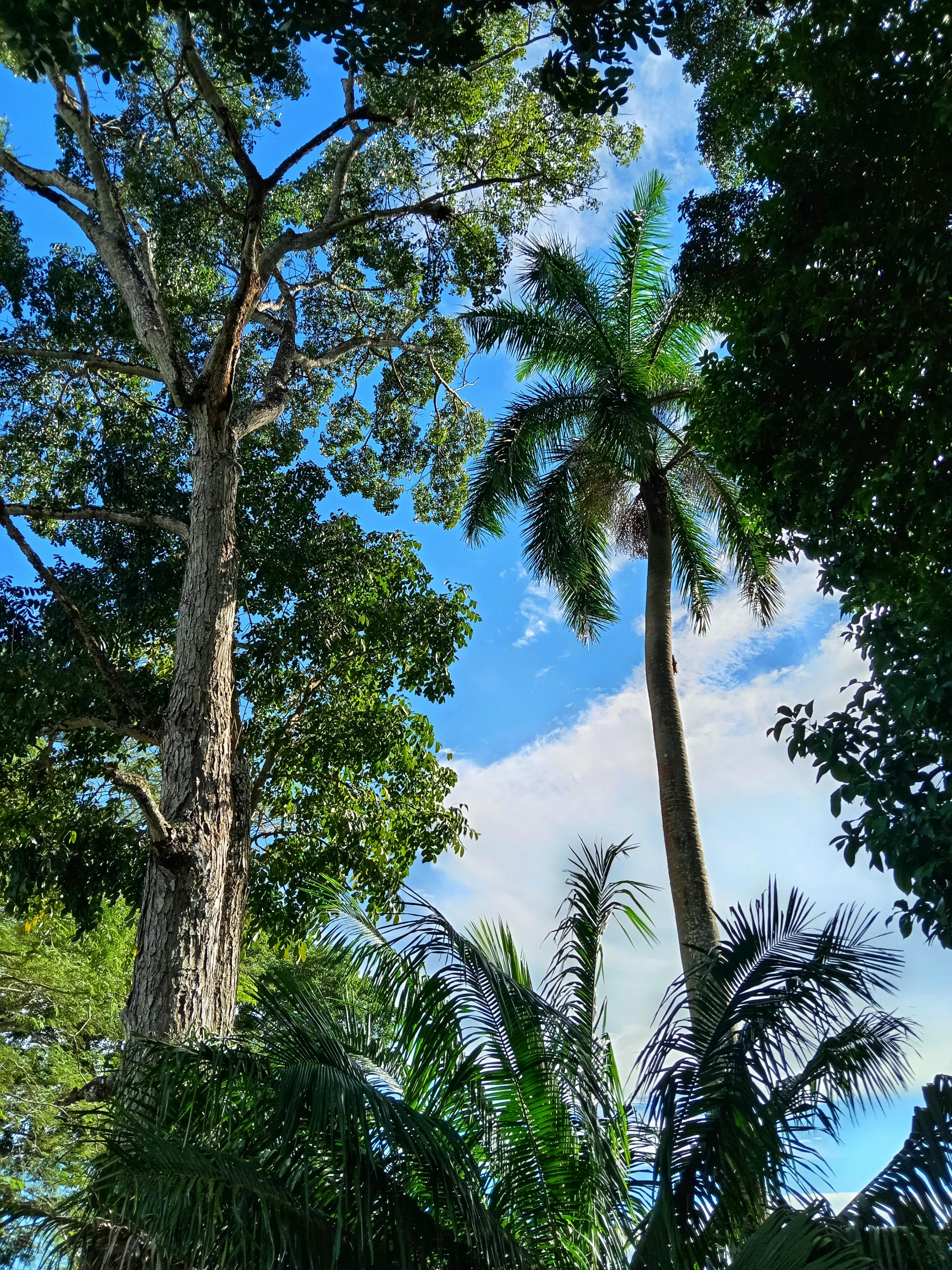 árboles Imponentes En El Exuberante Bosque De Panamá · Foto de stock ...