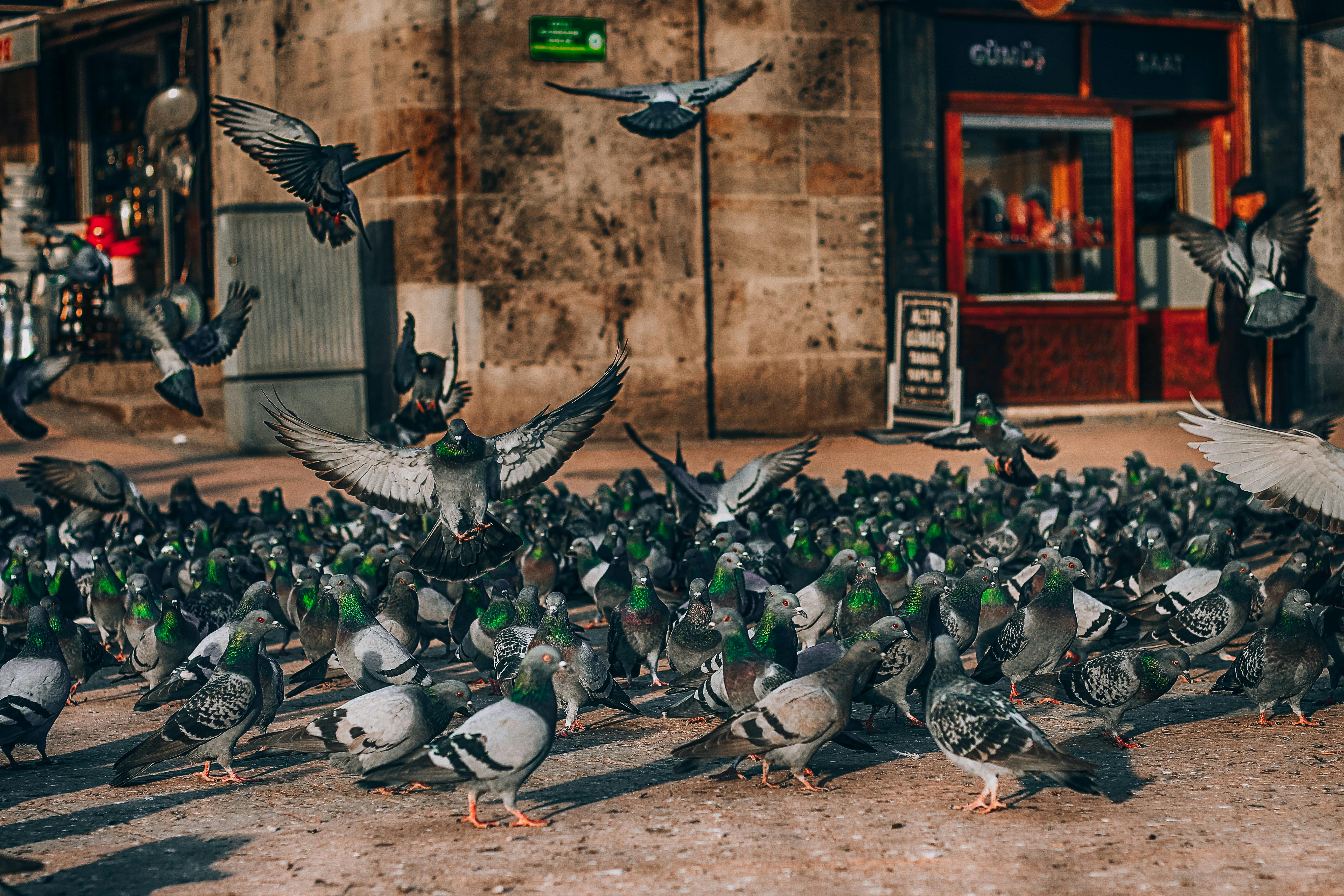 Lively Flock of Pigeons in Urban Setting · Free Stock Photo