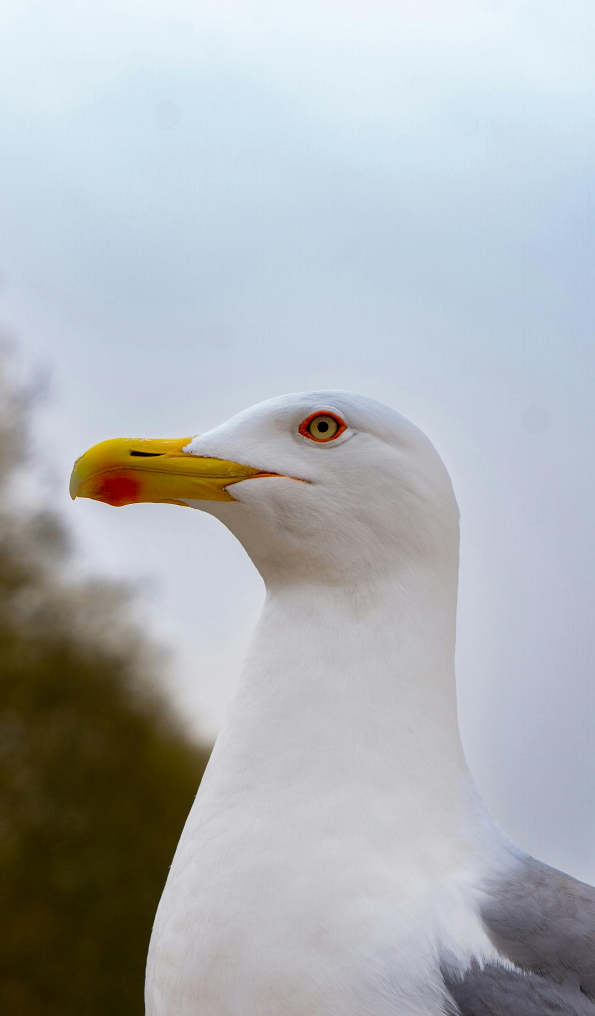 Close-up of a Seagull in Rome, Italy · Free Stock Photo