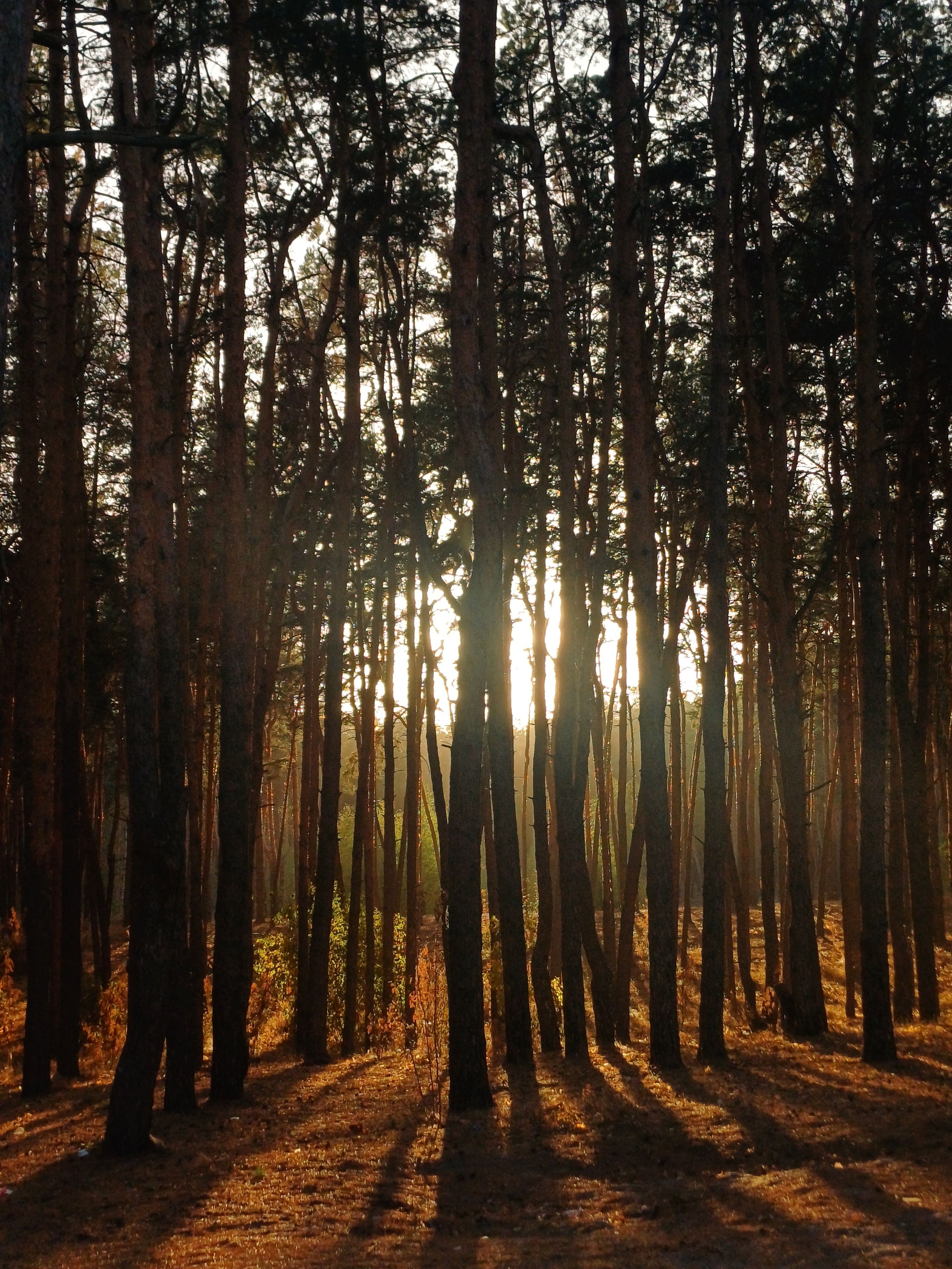 Photo of Crepuscular Rays Through Trees · Free Stock Photo