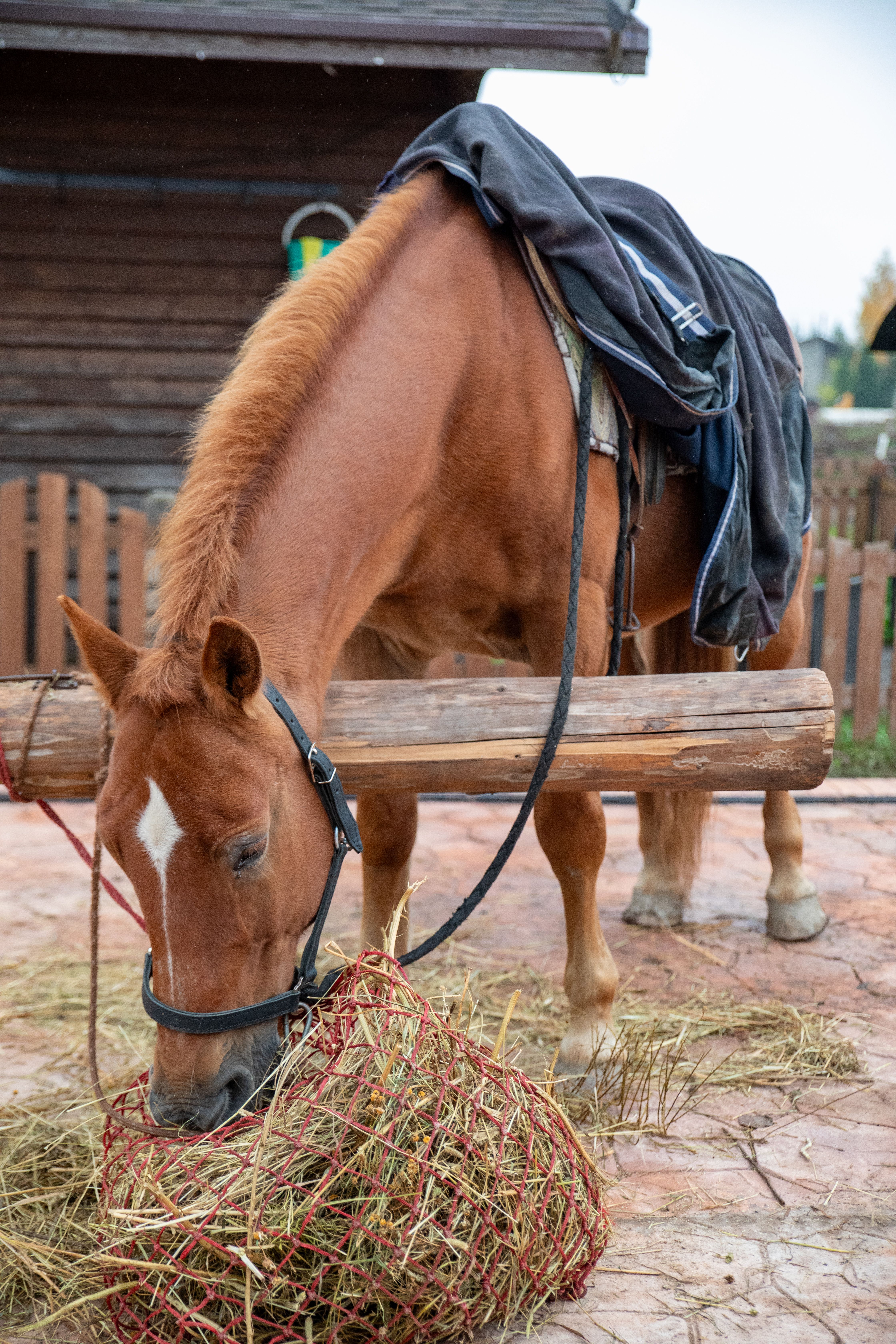 Chestnut Horse Eating Hay in Rural Stable · Free Stock Photo