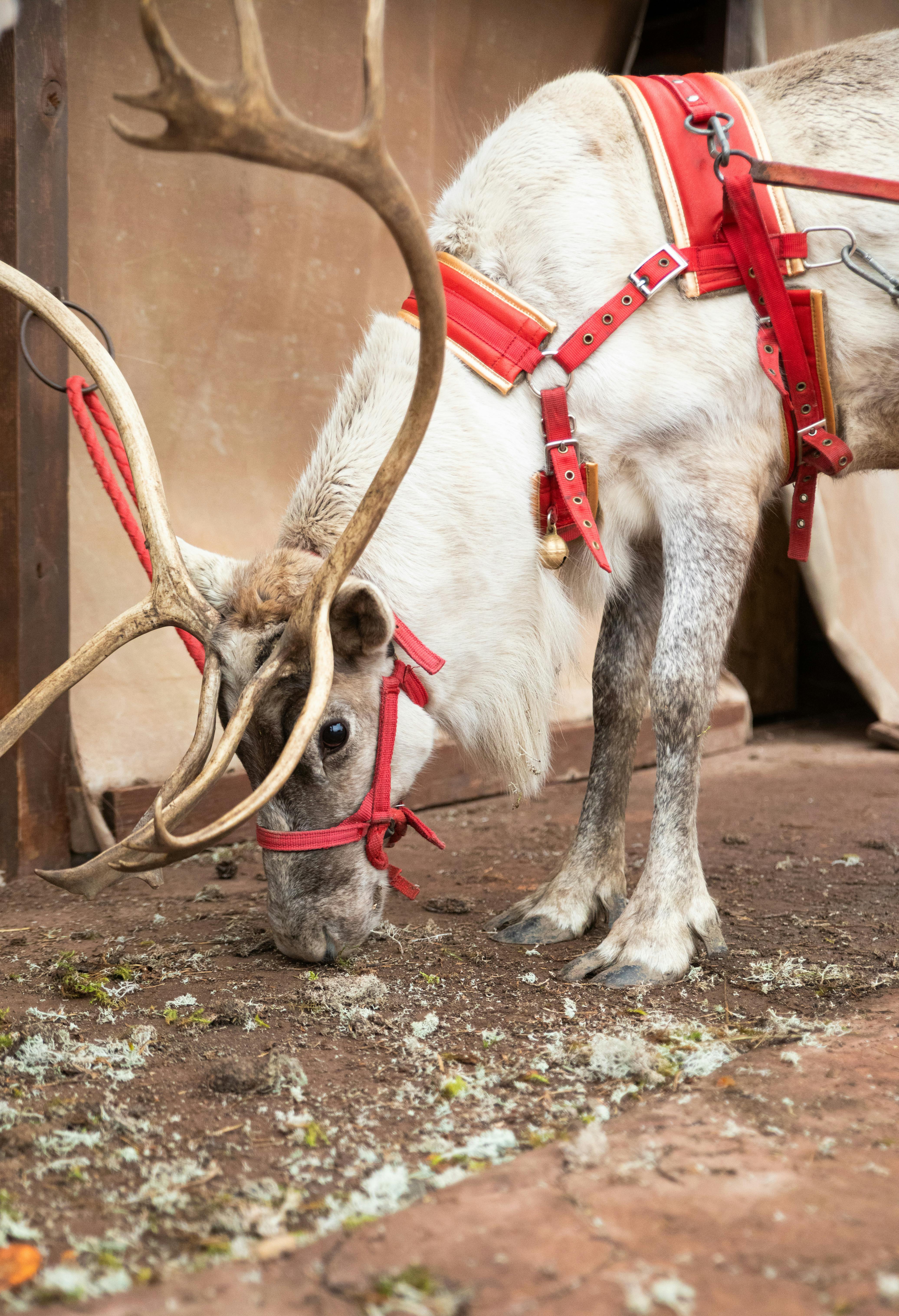 Reindeer with Red Harness Feeding Outdoors · Free Stock Photo