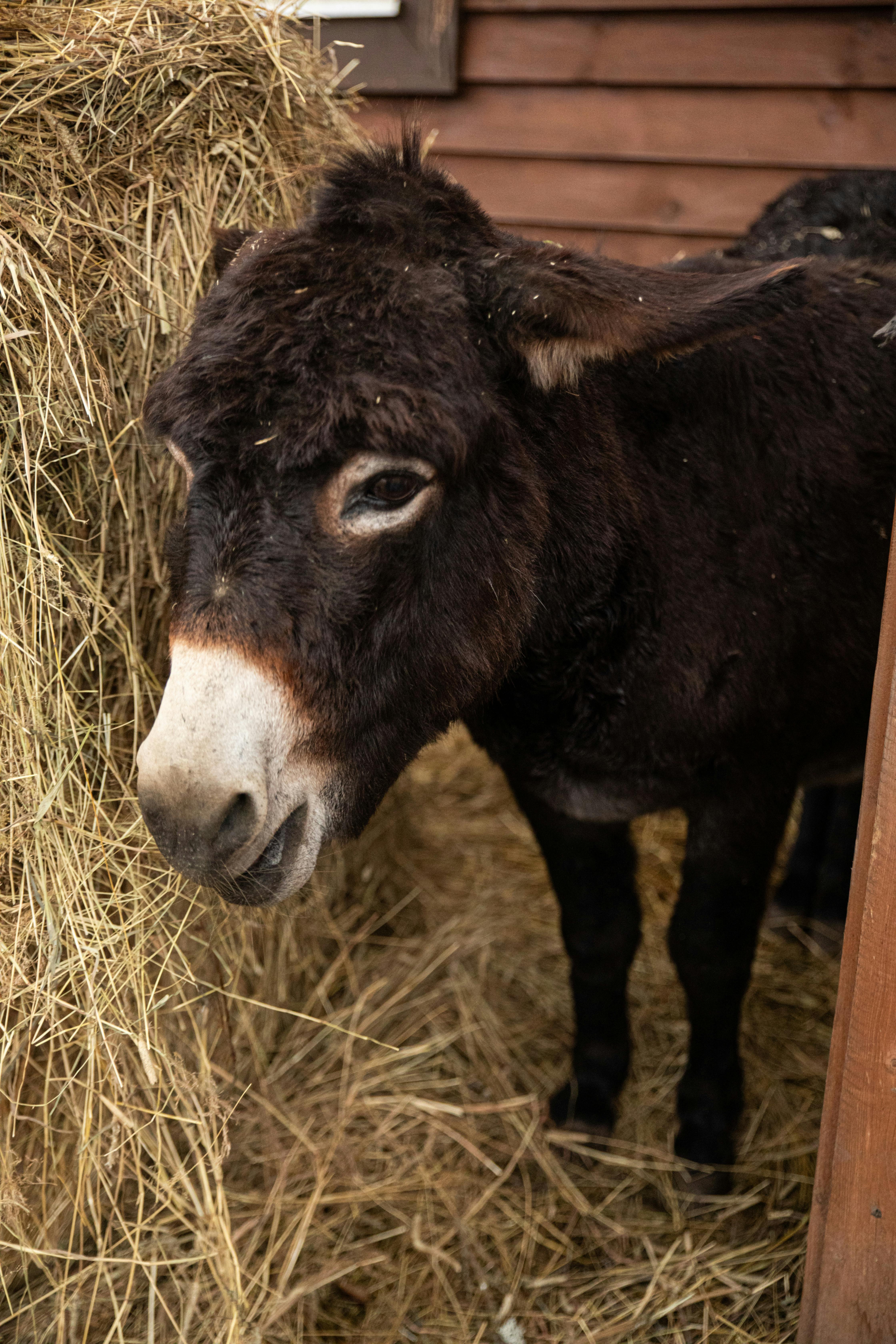 Burro Em Pé Ao Lado De Fardo De Feno No Celeiro · Foto profissional ...