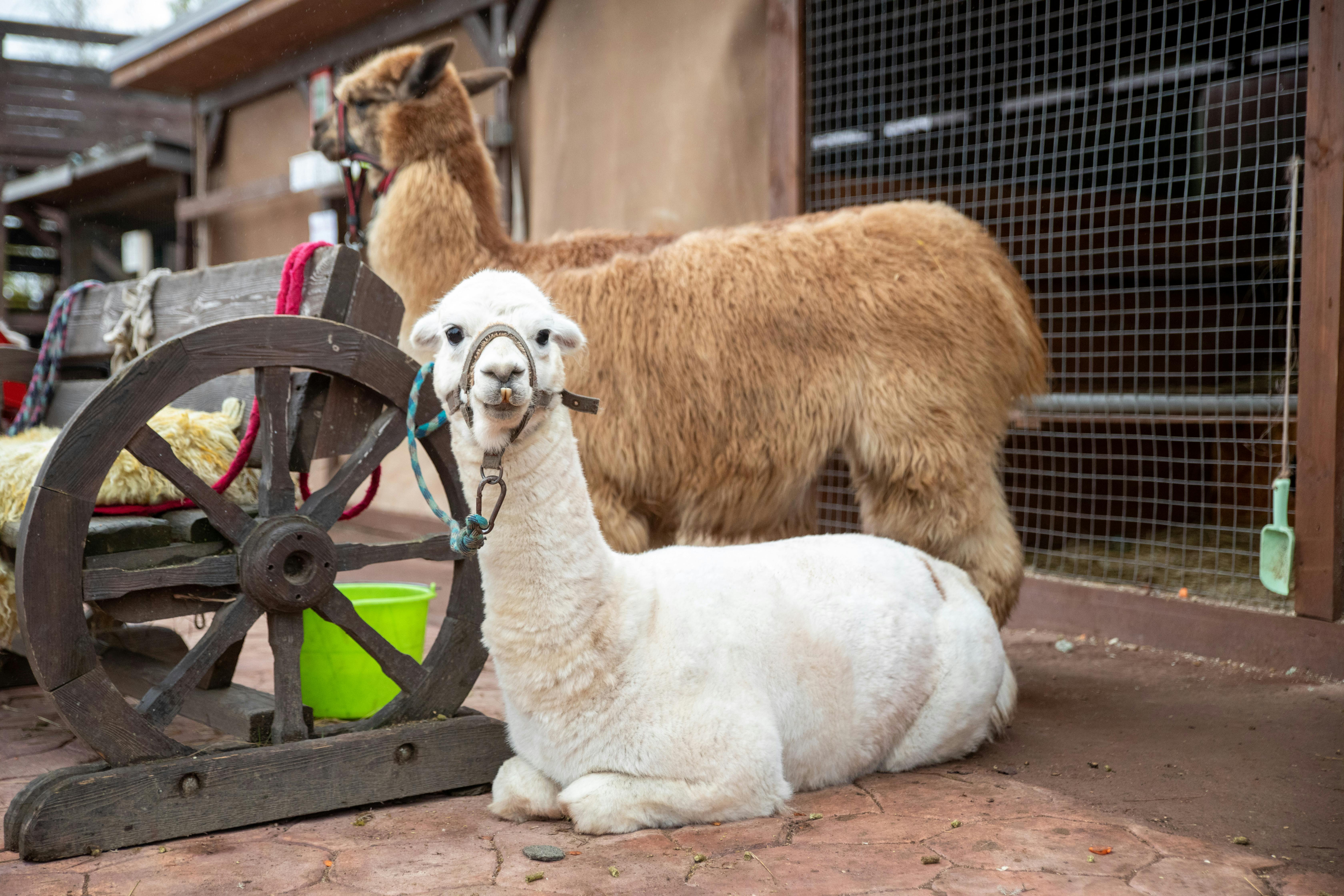 Adorable Alpacas Resting Outdoors in Enclosure · Free Stock Photo