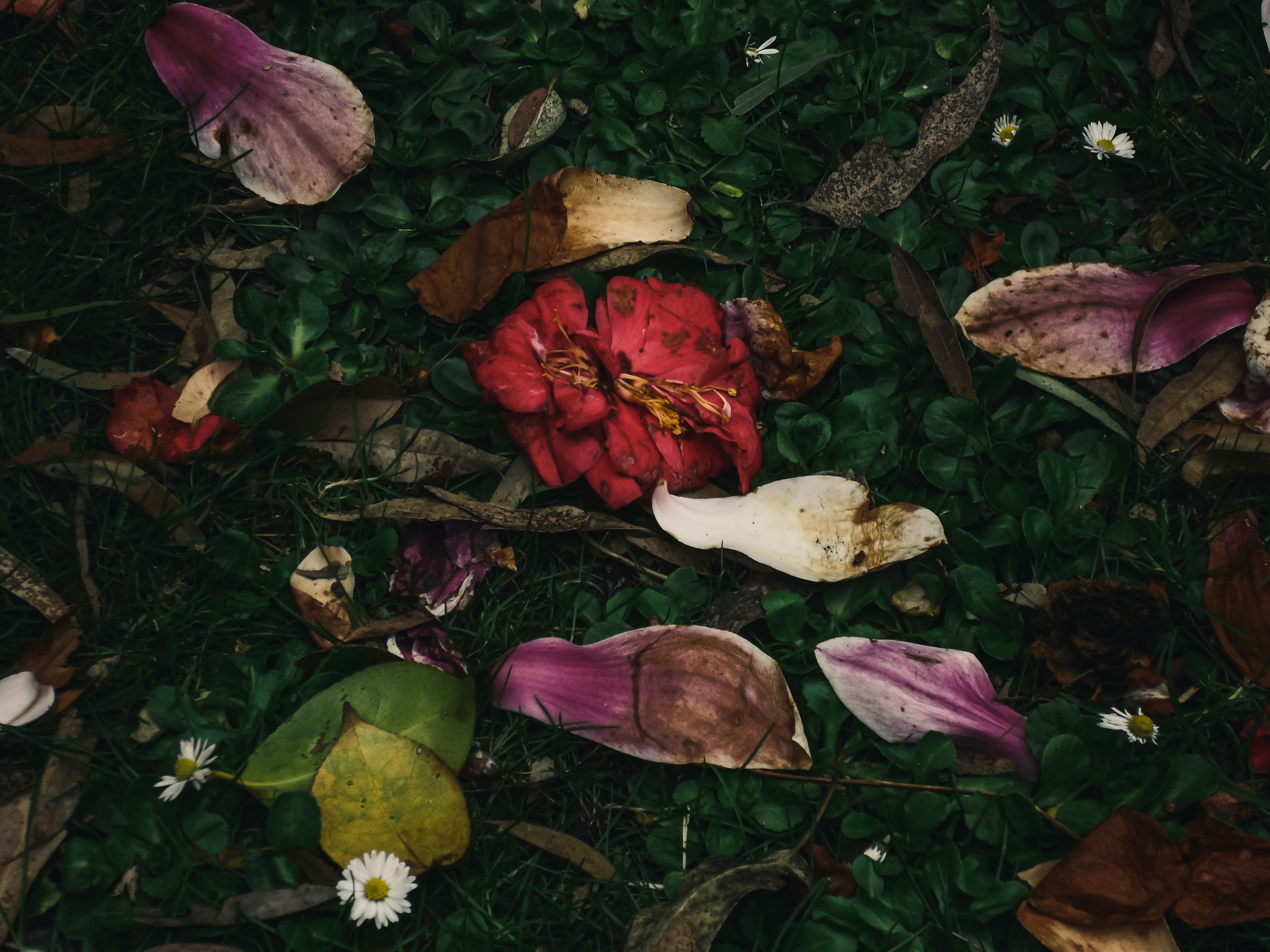 Fallen petals on lush green foliage · Free Stock Photo