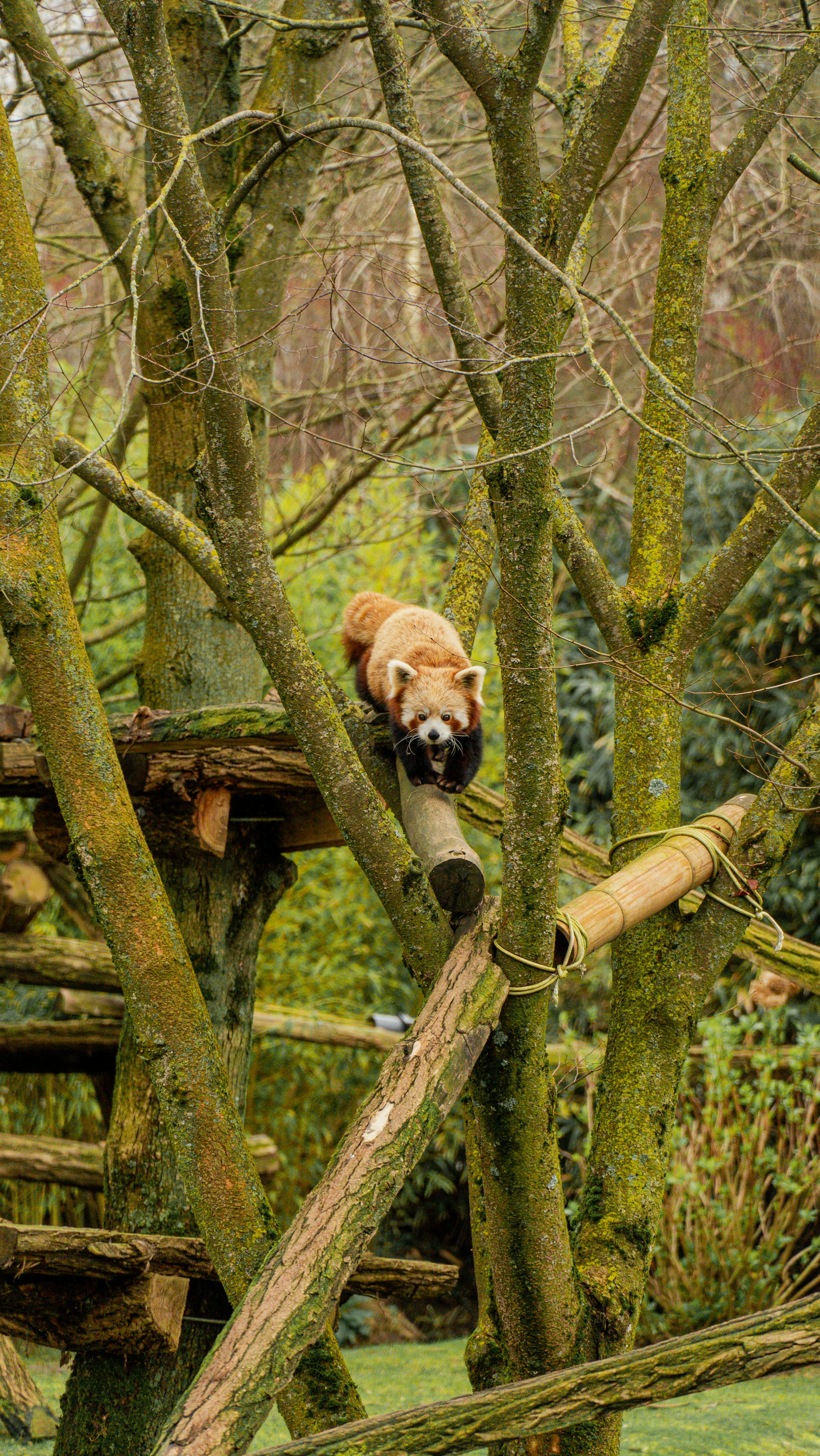 Captivating Red Panda in Arboreal Habitat · Free Stock Photo