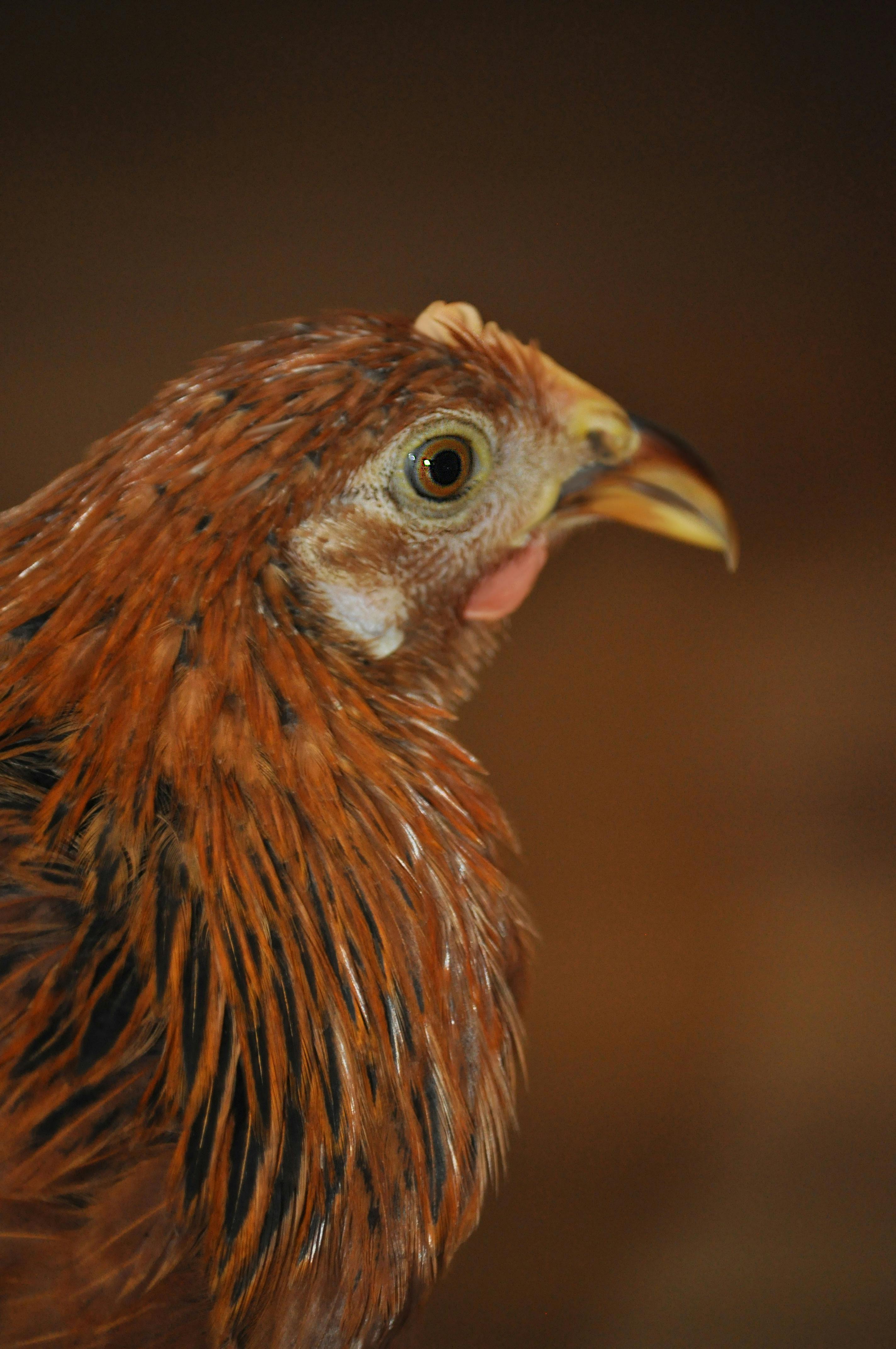 Close-up Portrait of a Curious Chicken · Free Stock Photo