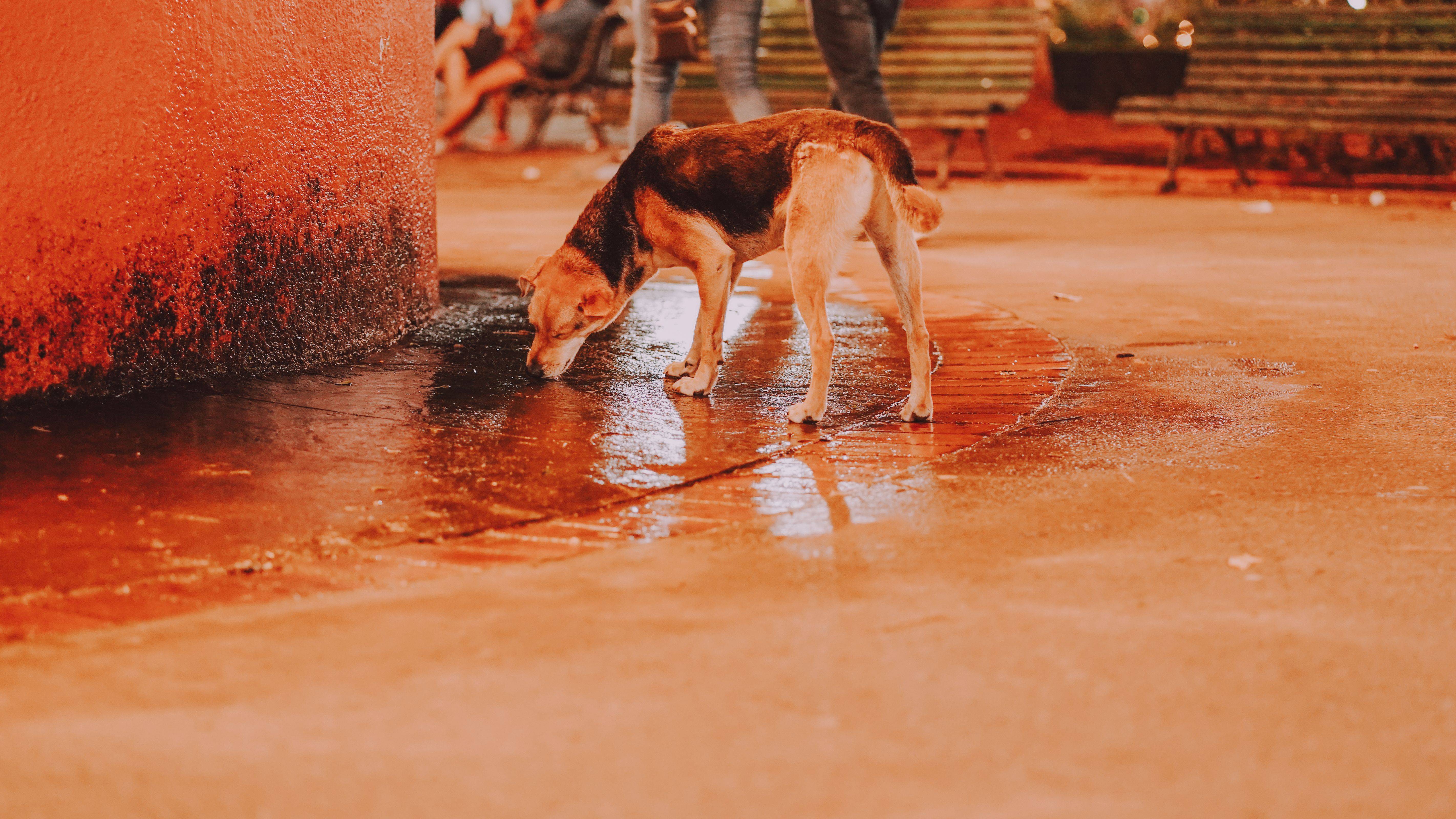 Stray Dog Drinking Water Photos, Download The BEST Free Stray Dog ...
