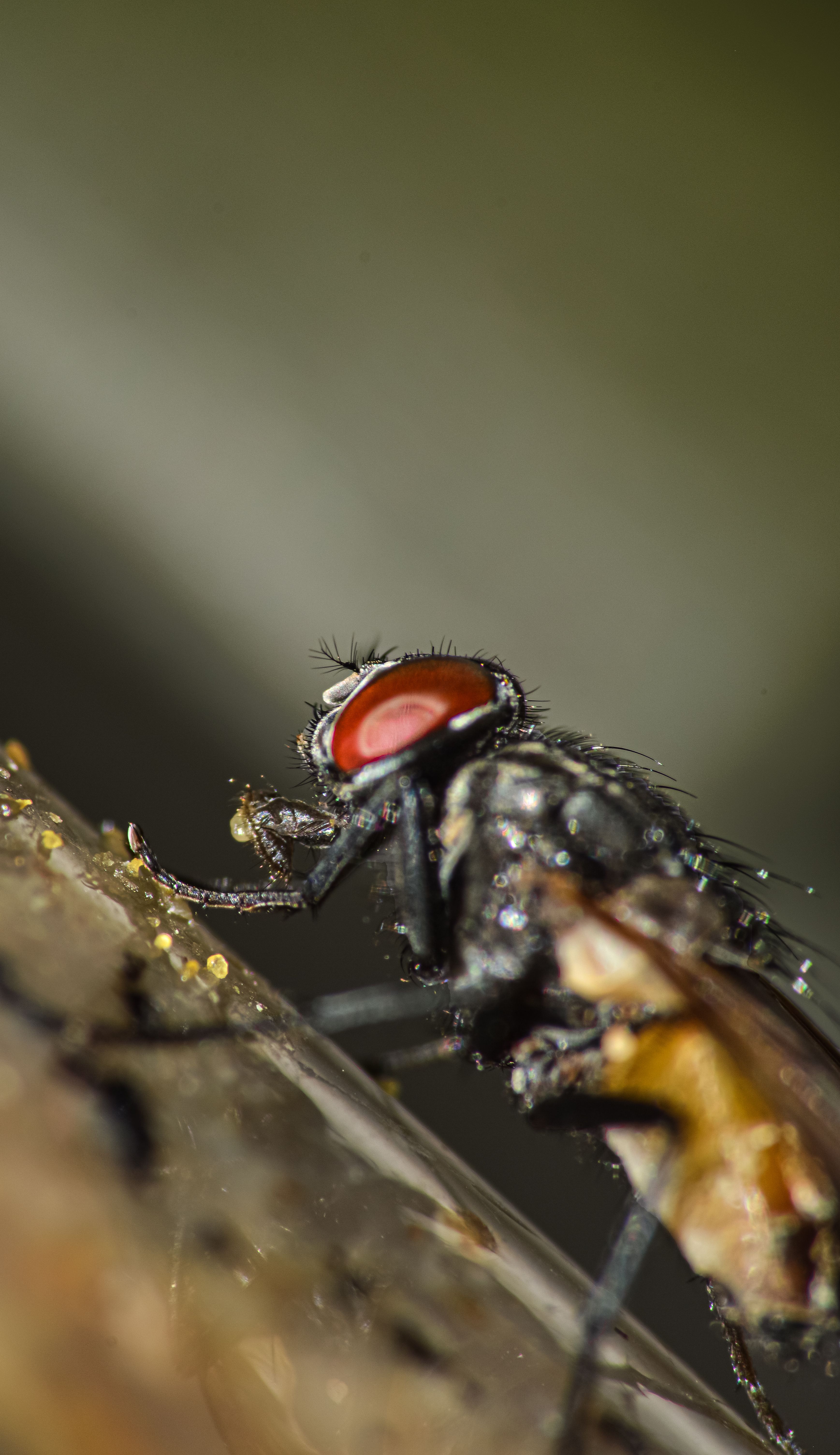Fly Close Up Photos, Download The BEST Free Fly Close Up Stock Photos ...