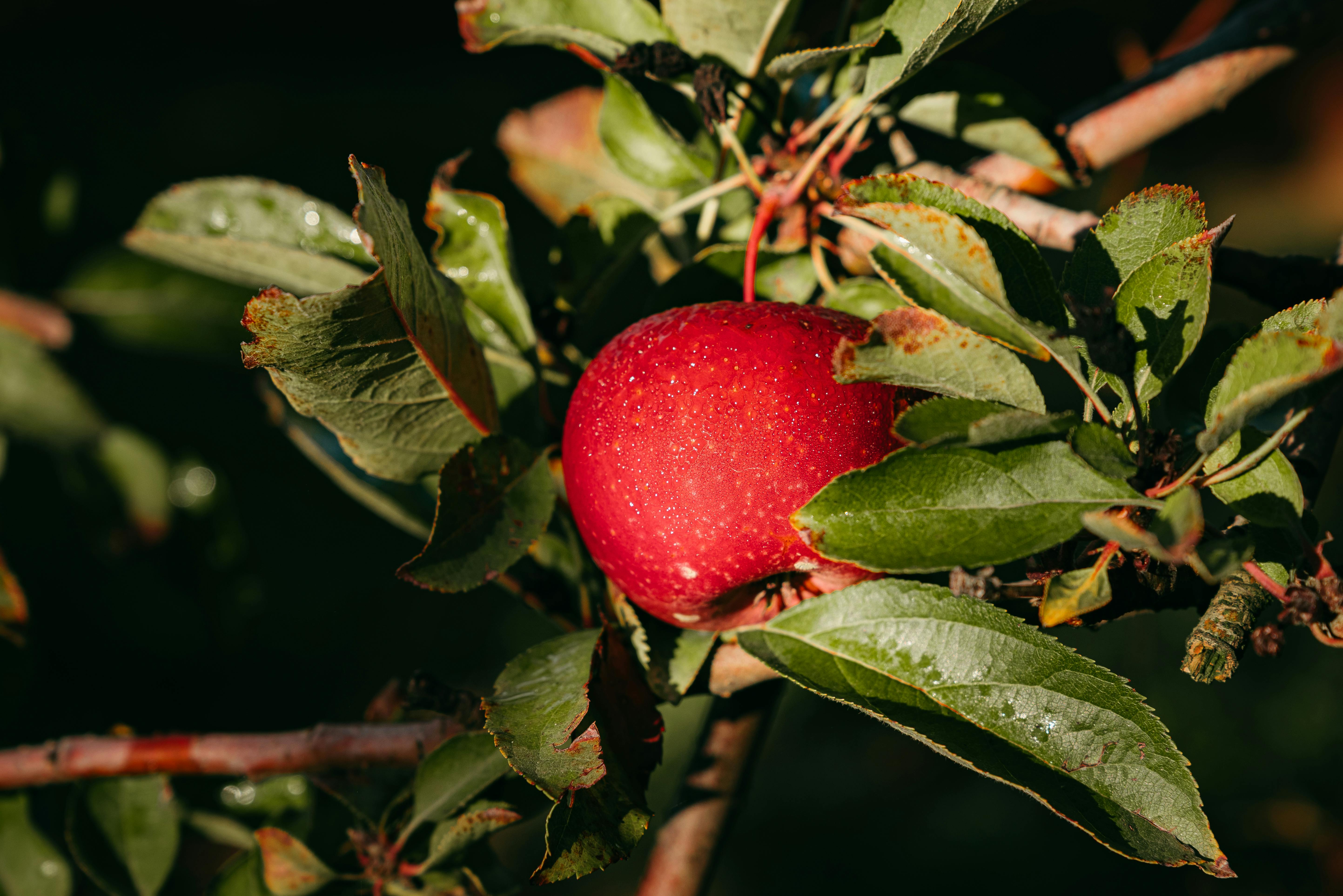 Red Apples On A Tree · Free Stock Photo