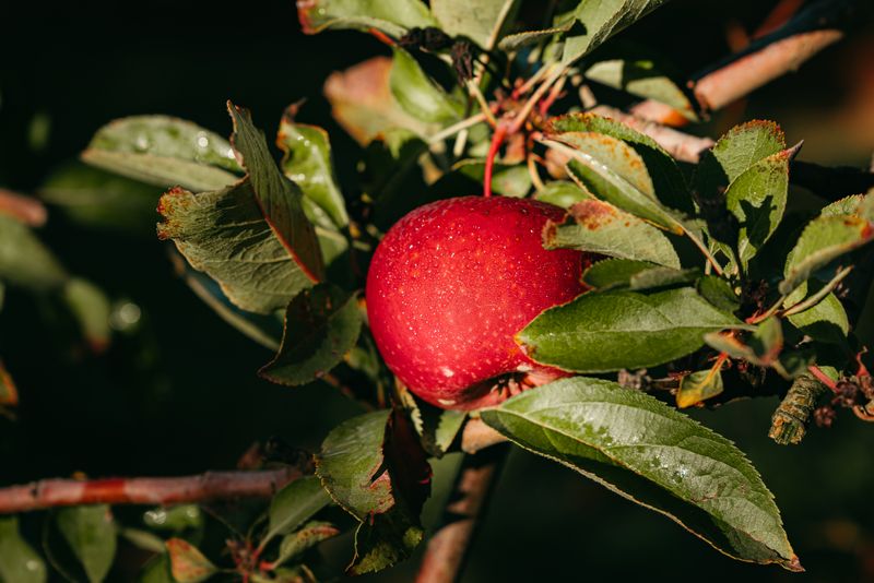 Apple Wallpaper Photos, Download The BEST Free Apple Wallpaper Stock ...