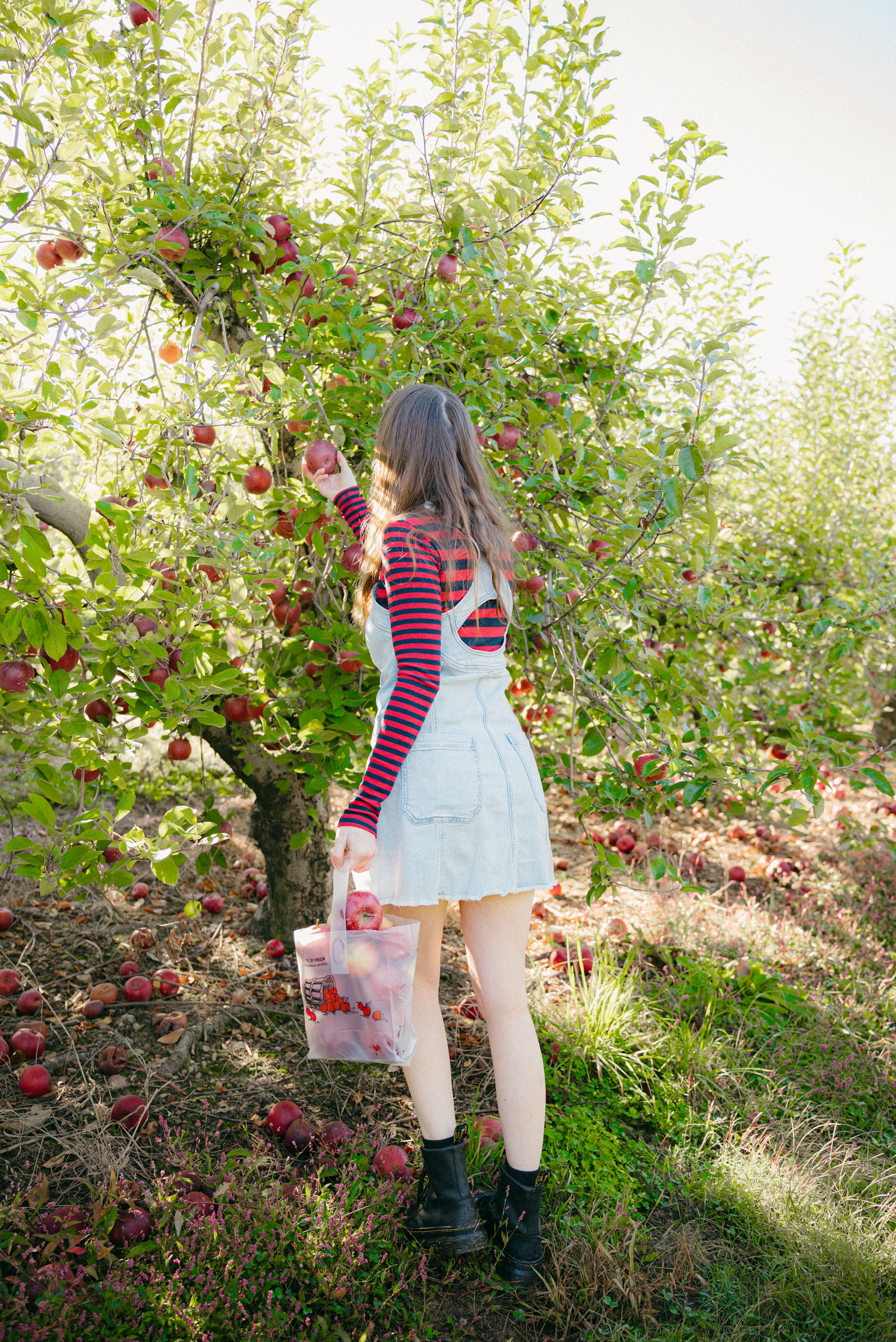 Young Woman Picking Apples in Orchard During Fall · Free Stock Photo