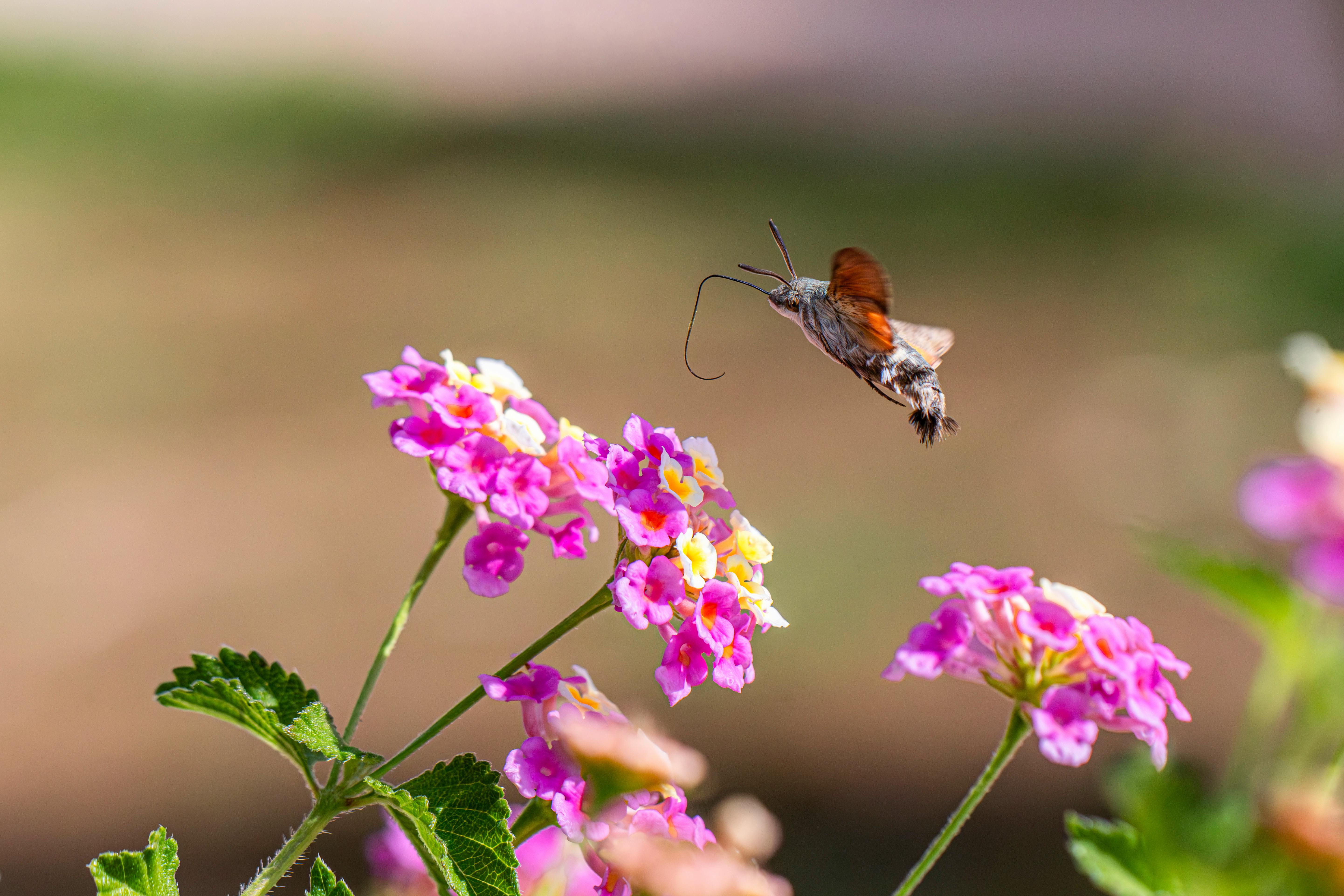 Hummingbird Hawk Moth Hovering Near Lantana · Free Stock Photo