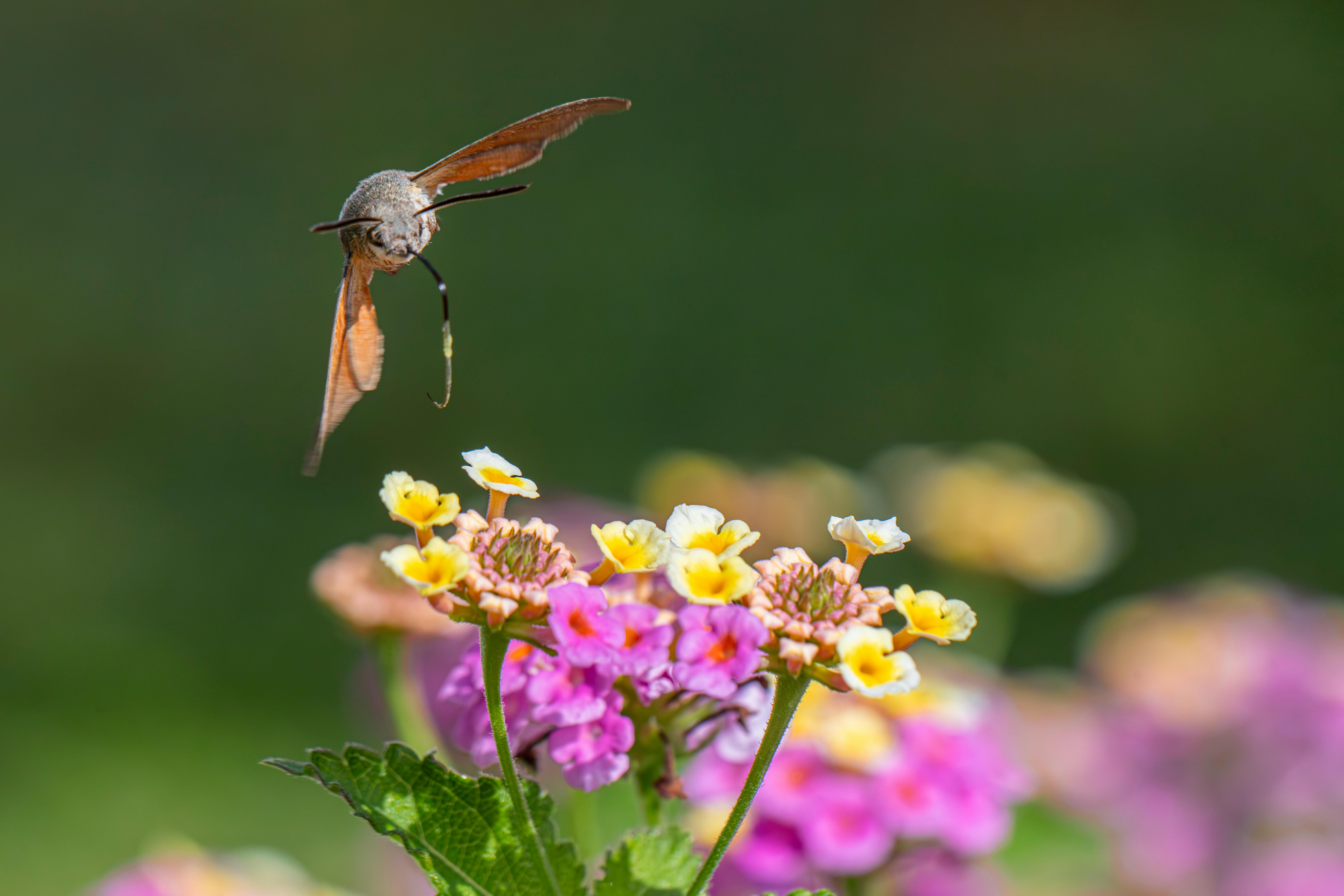 Hummingbird Hawk-Moth Hovering Over Lantana Flowers · Free Stock Photo