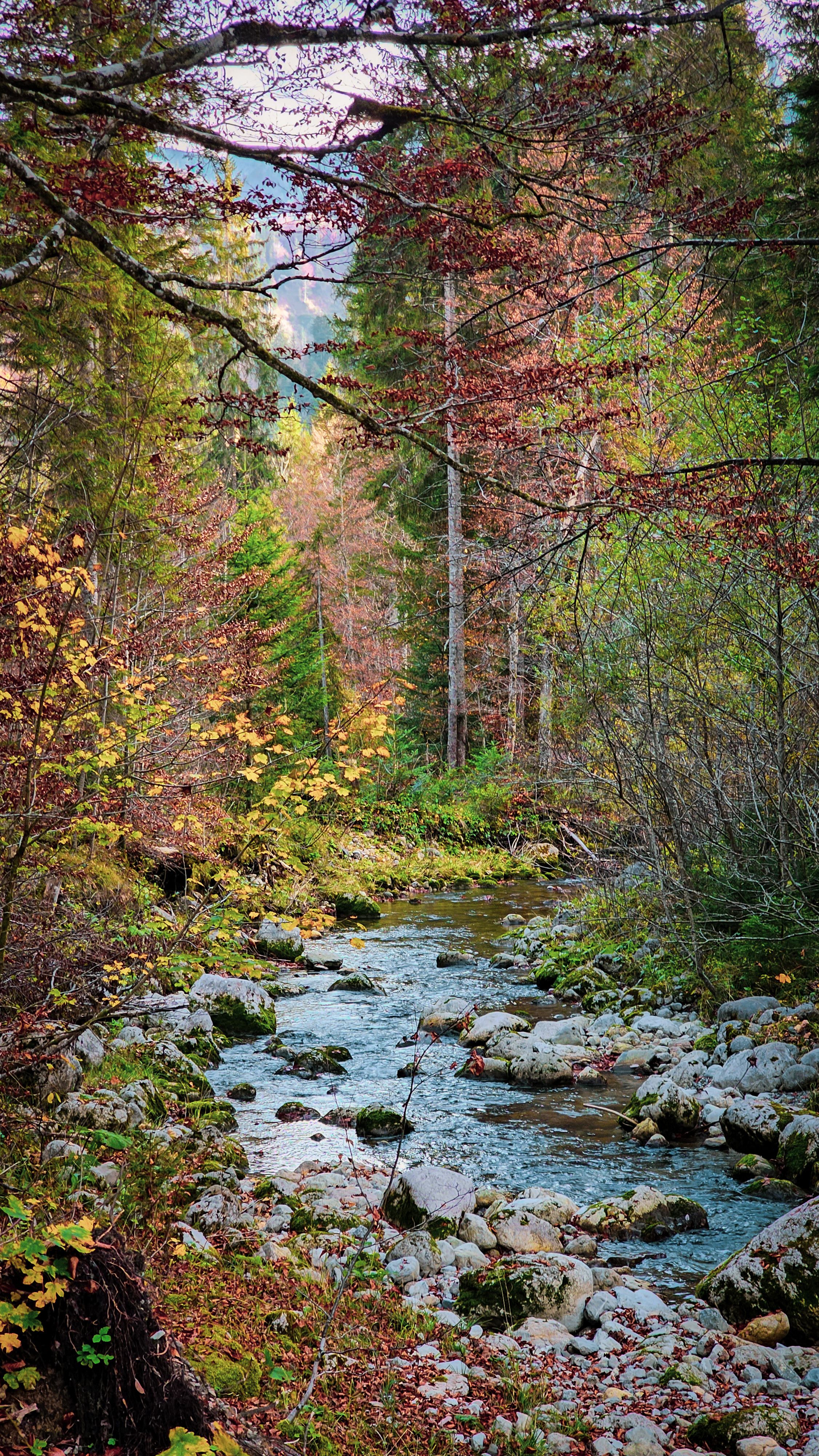 A Stream in Autumn · Free Stock Photo