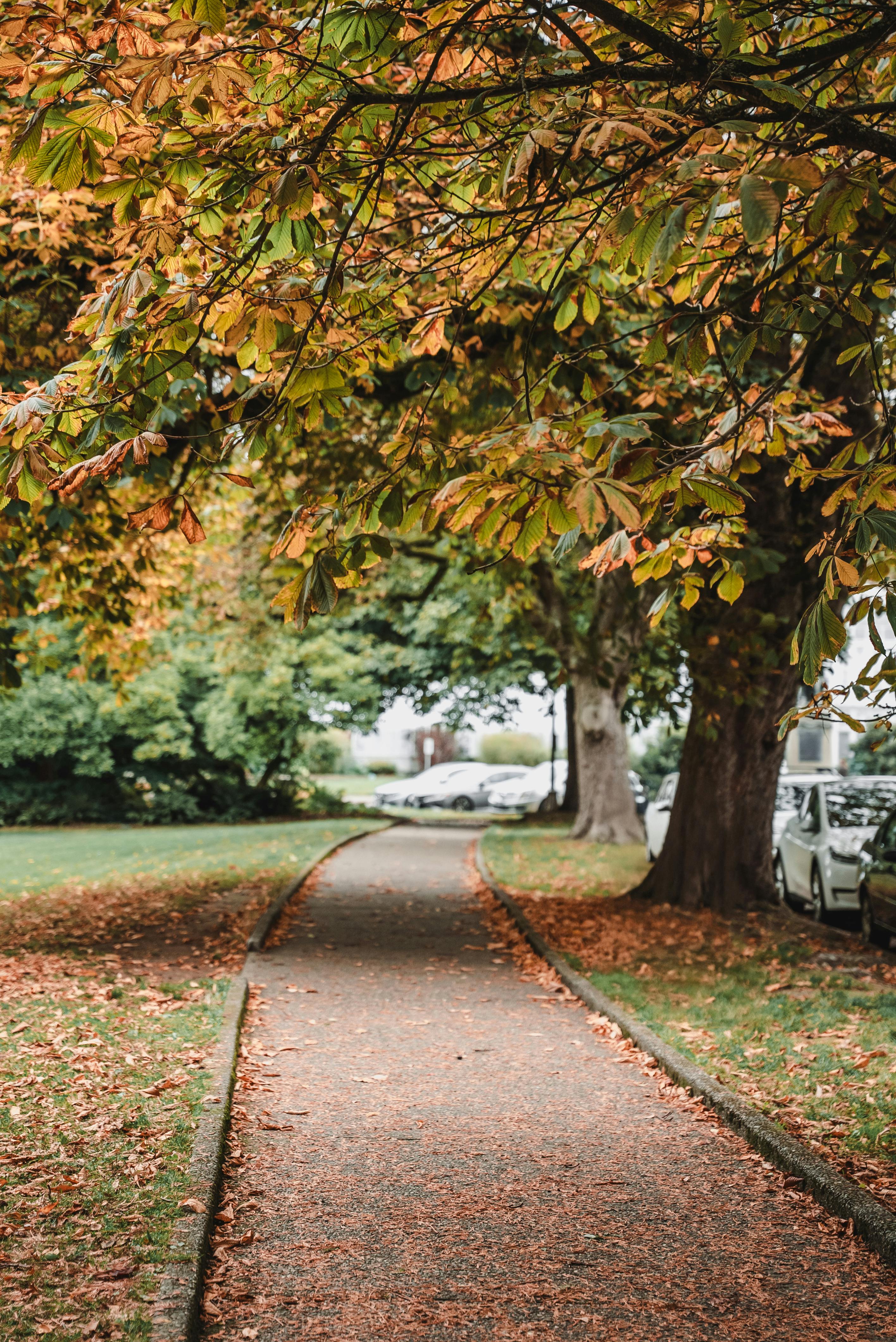 Autumn Pathway in Seattle Park · Free Stock Photo