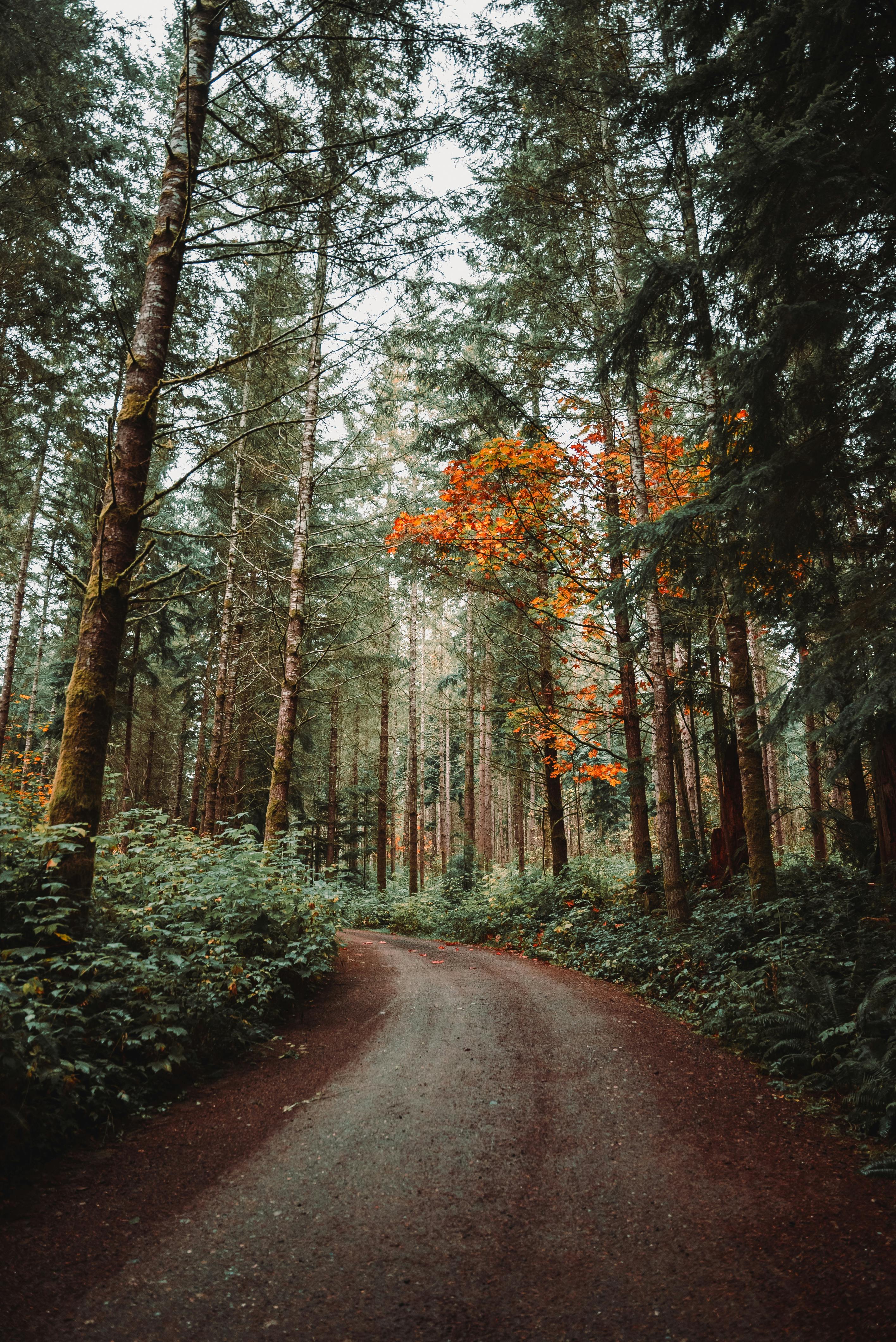 Scenic Forest Path in Fall - Seattle, WA · Free Stock Photo