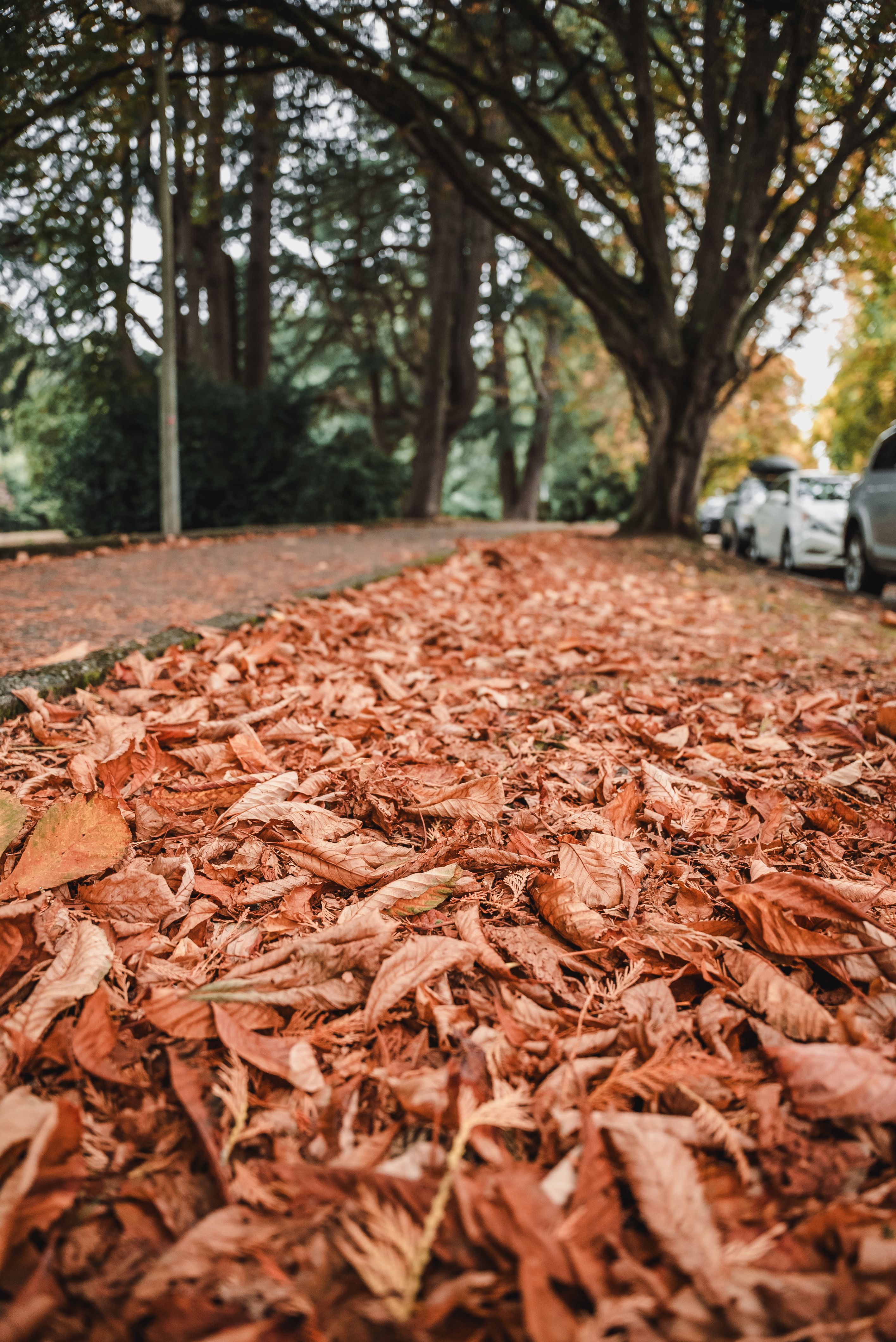 Autumn Leaves on a Seattle Sidewalk · Free Stock Photo