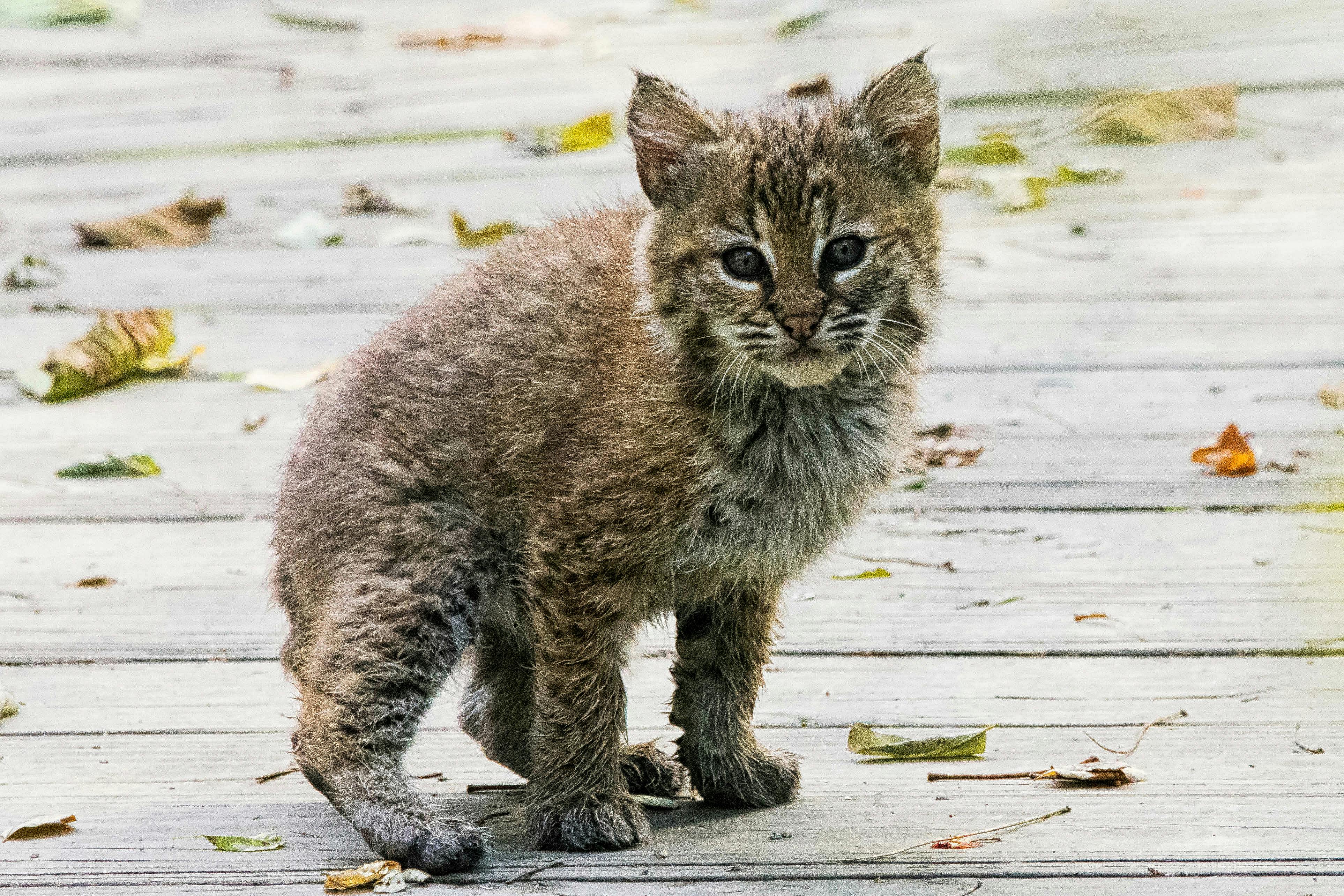 Adorable Bobcat Kitten on Wooden Deck in Fall · Free Stock Photo