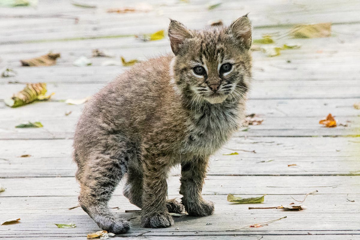 Bobcat Photos, Download The BEST Free Bobcat Stock Photos & HD Images