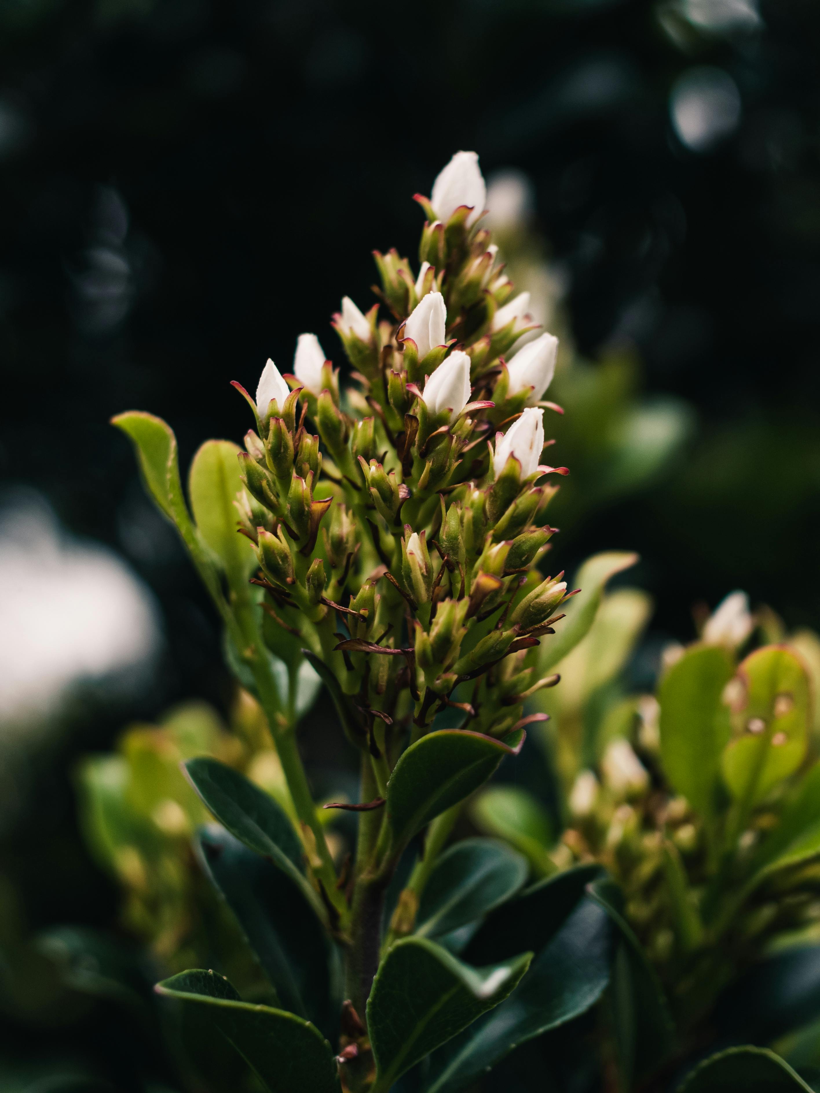 Close-up of a Budding Plant in Spring Season · Free Stock Photo