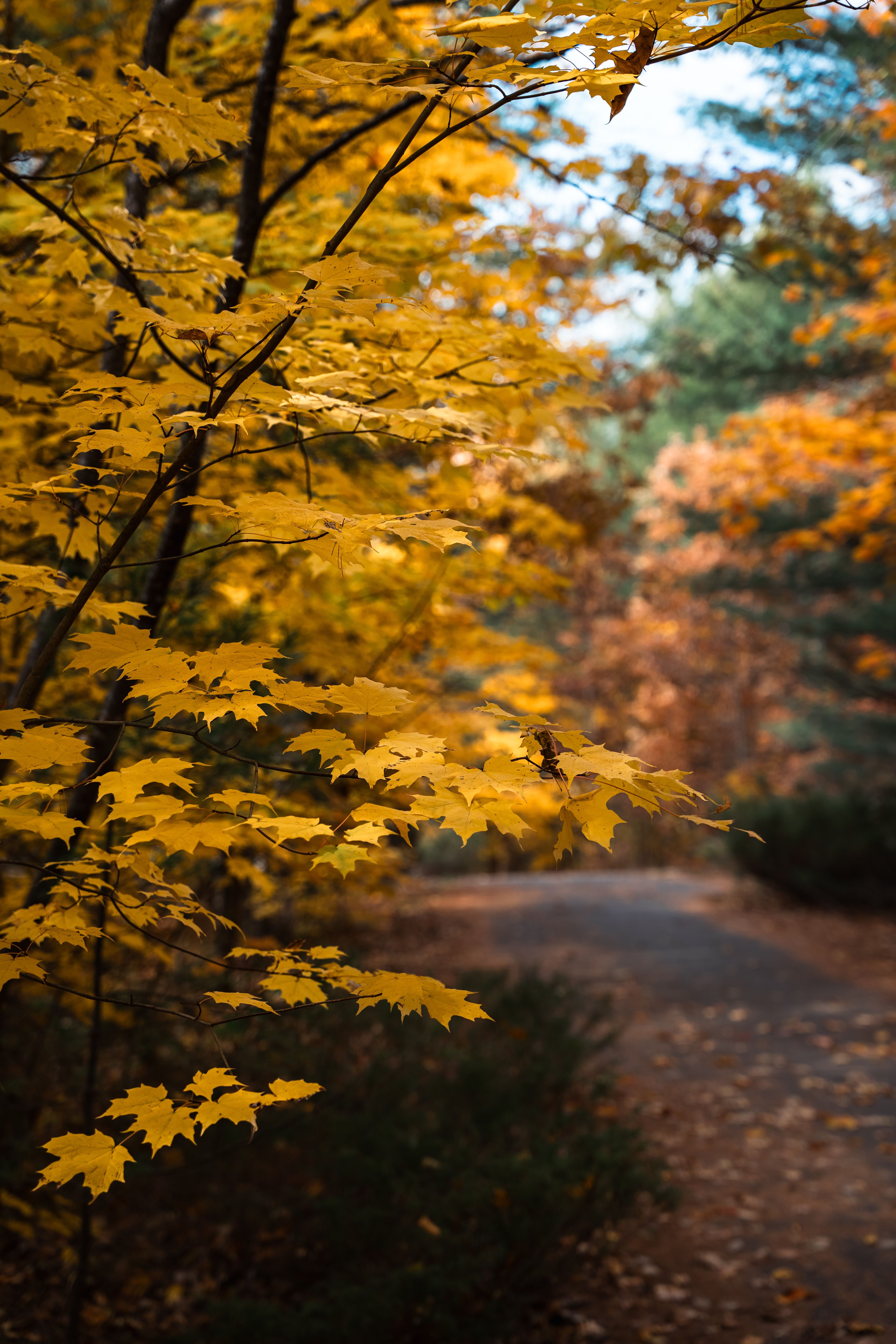 Serene Autumn Forest Path with Golden Leaves · Free Stock Photo
