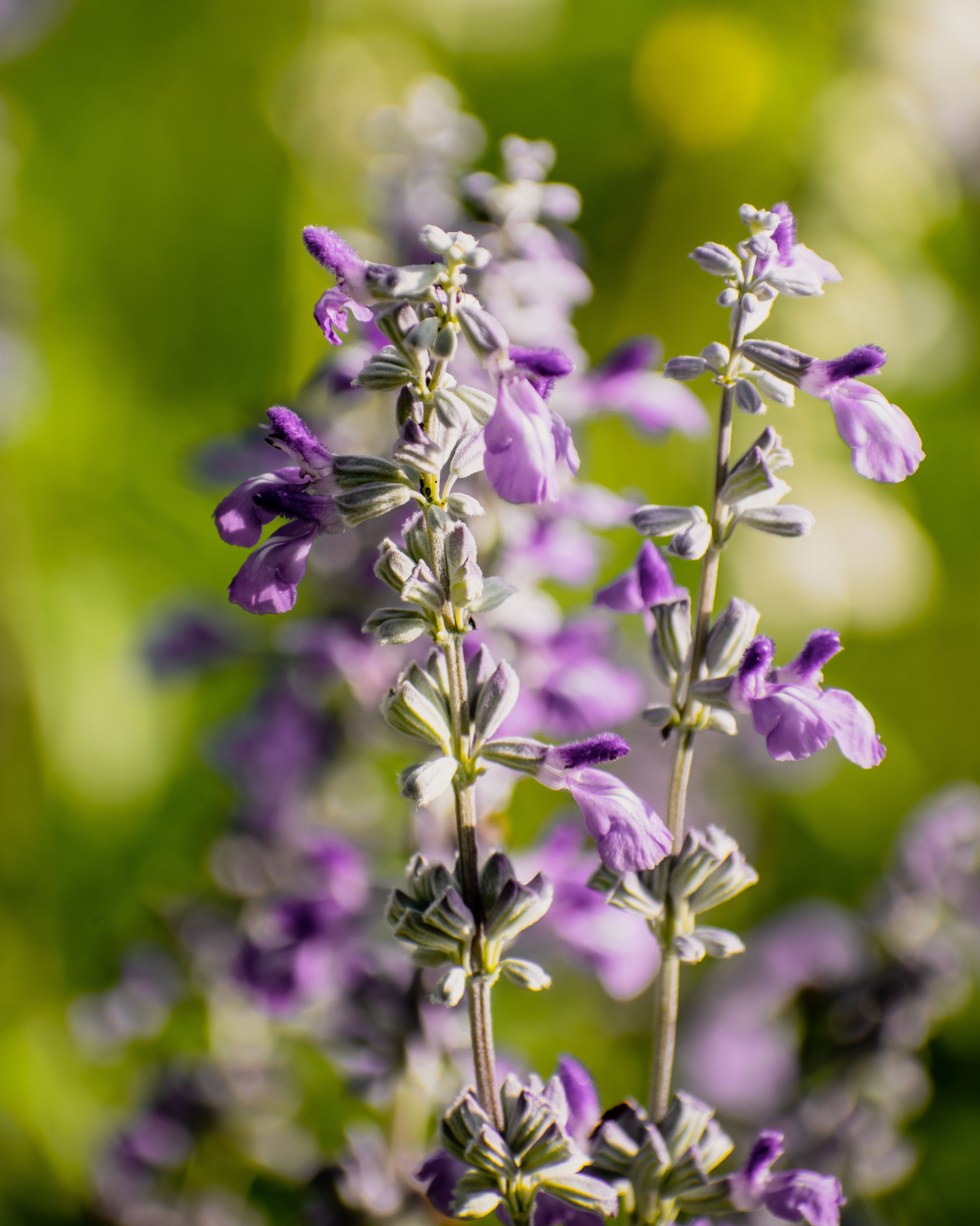 Close-up of Lavender Flowers in Bloom · Free Stock Photo