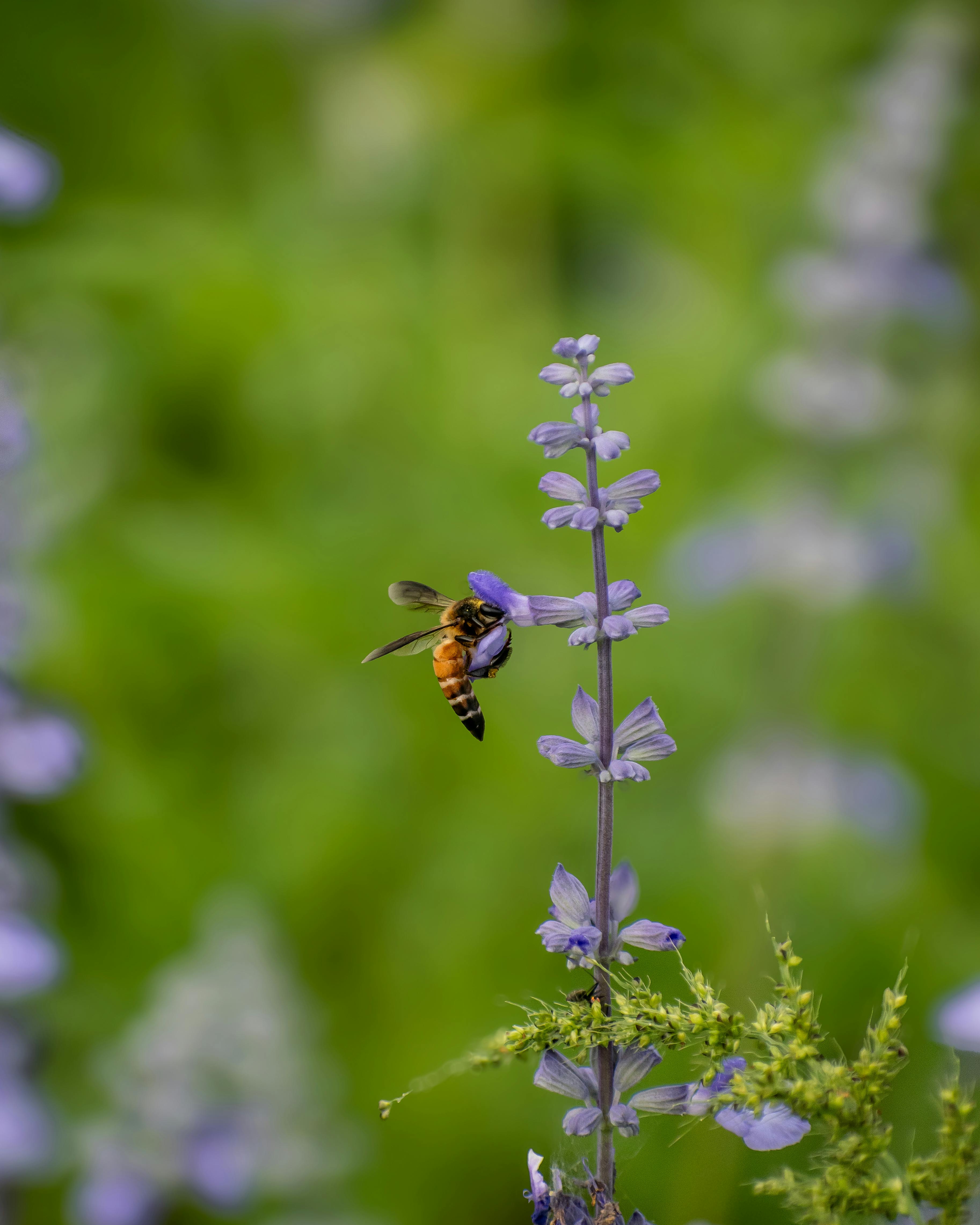 Abeja Polinizando Una Flor Silvestre Morada · Foto de stock gratuita