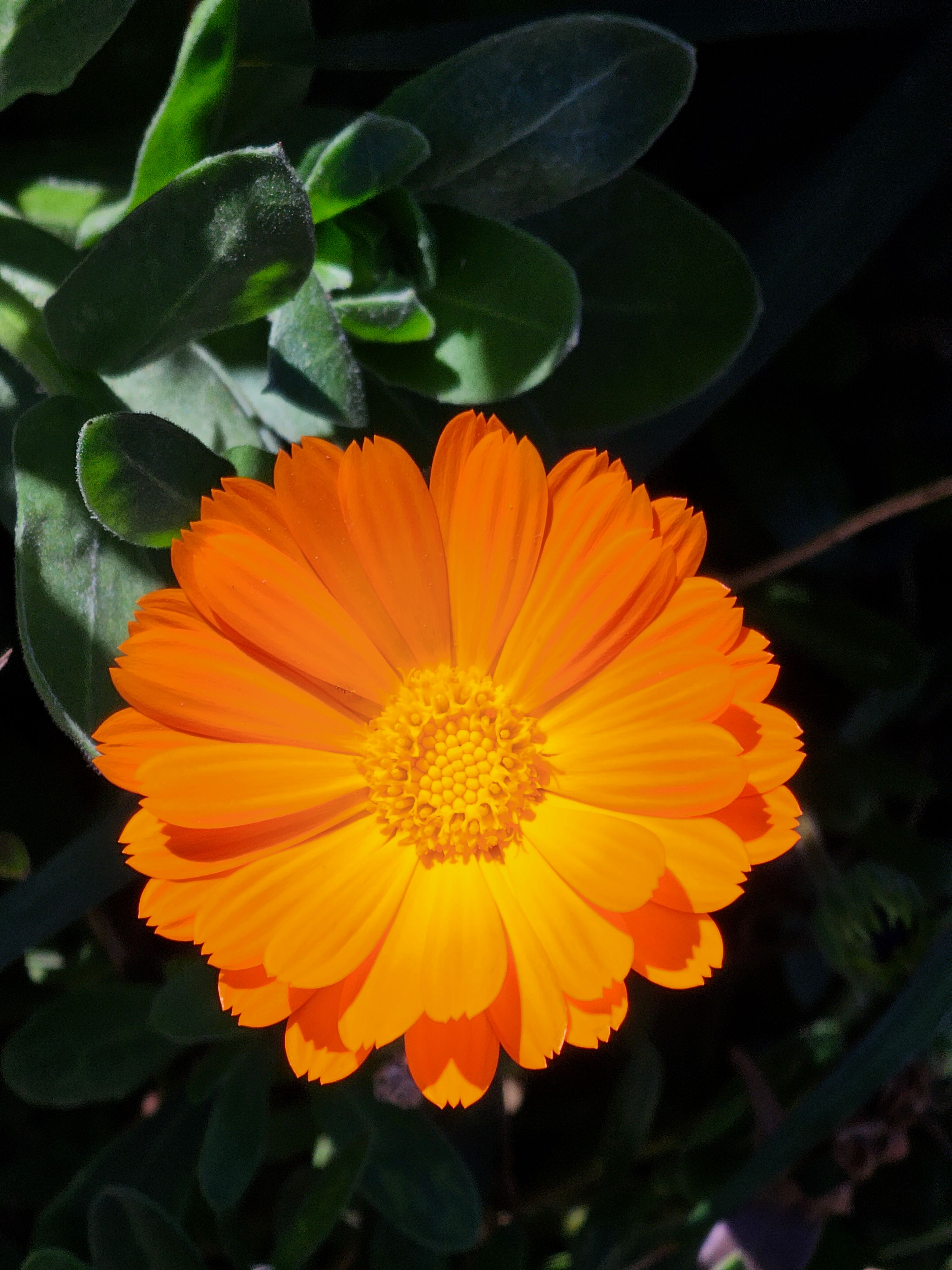 Vibrant Orange Calendula Flower in Sunlight · Free Stock Photo