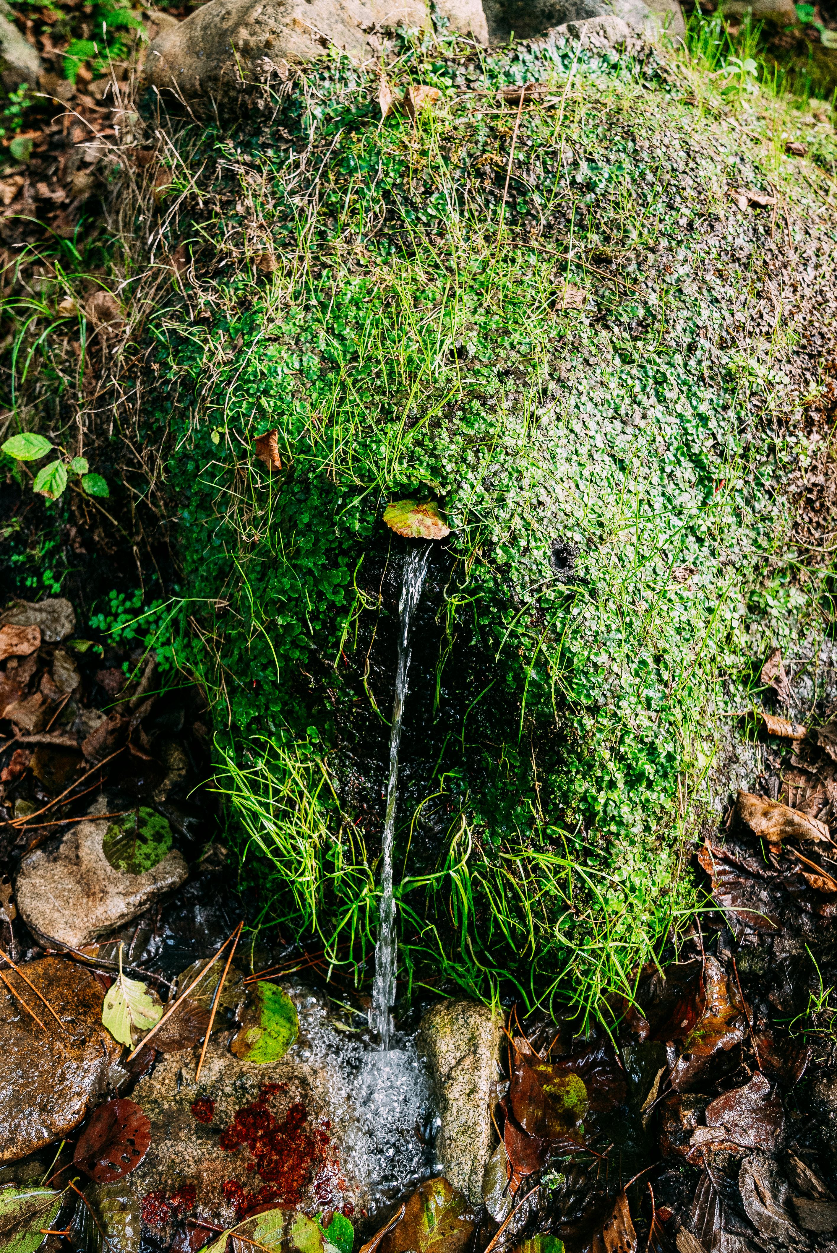 Natural Spring Water Trickling from Lush Mossy Rock · Free Stock Photo