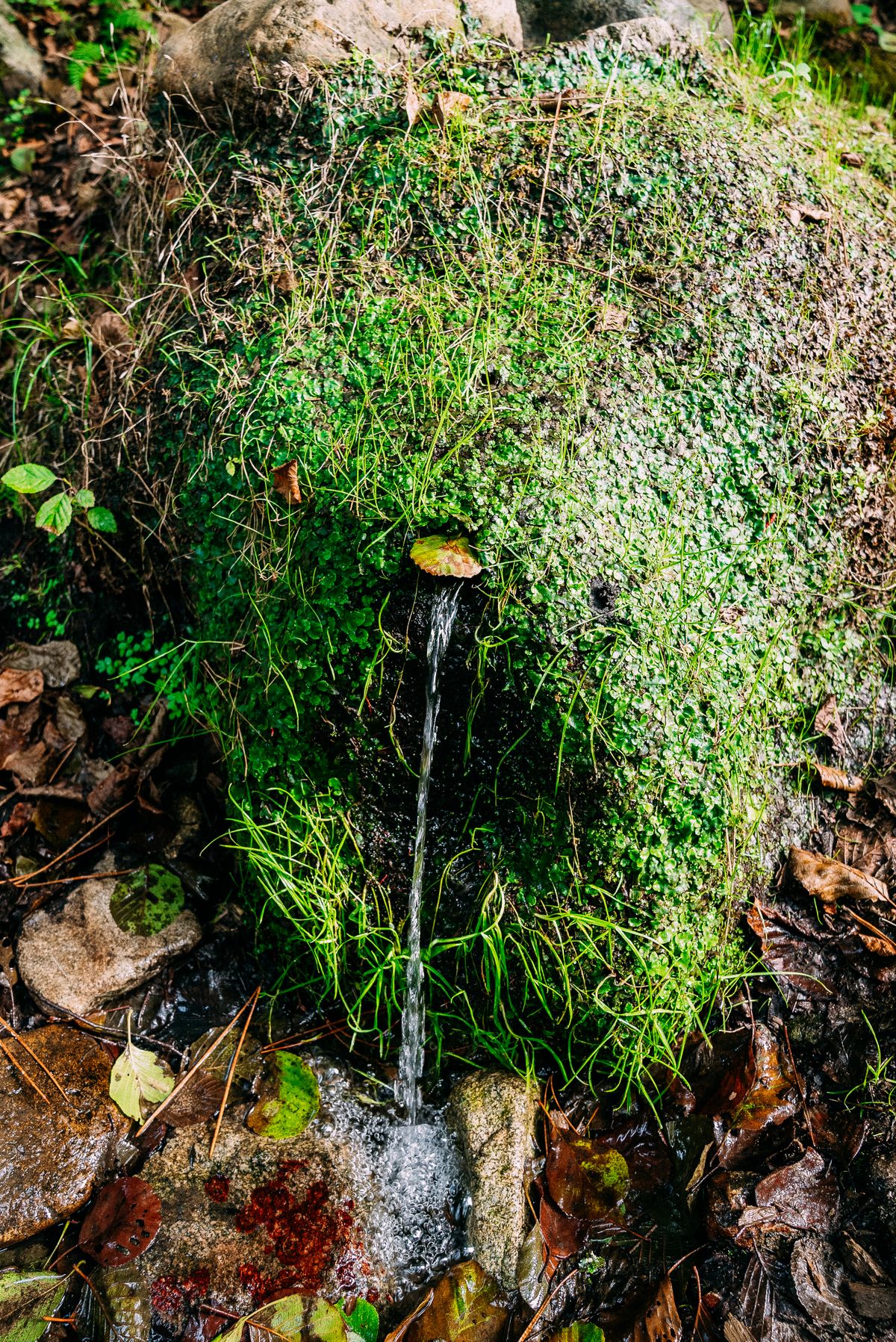 Spring Water Photos, Download The BEST Free Spring Water Stock Photos ...