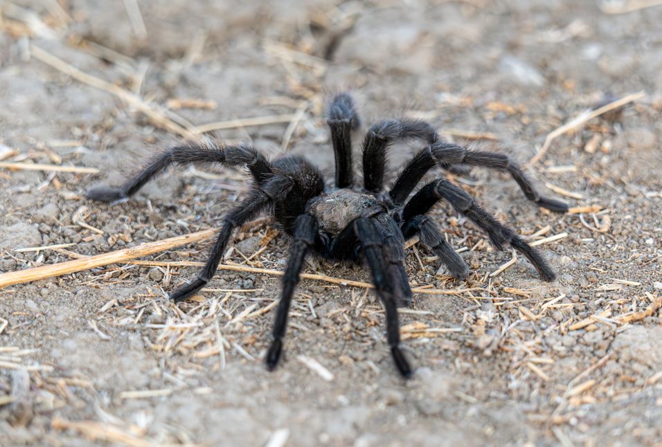 Desert Blonde Tarantula Care: Expert Tips and Essentials