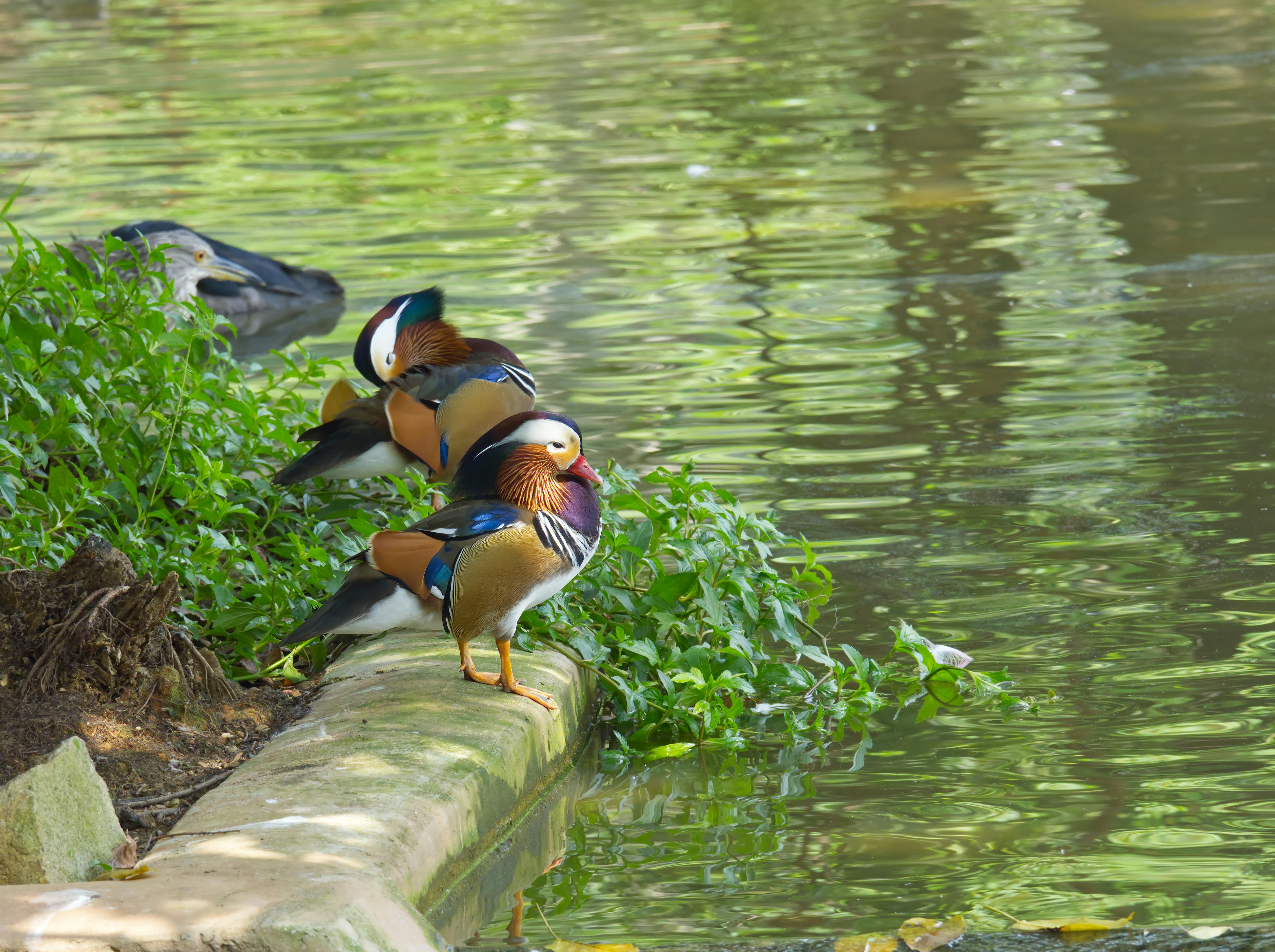 Colorful Mandarin Ducks by a Serene Pond · Free Stock Photo