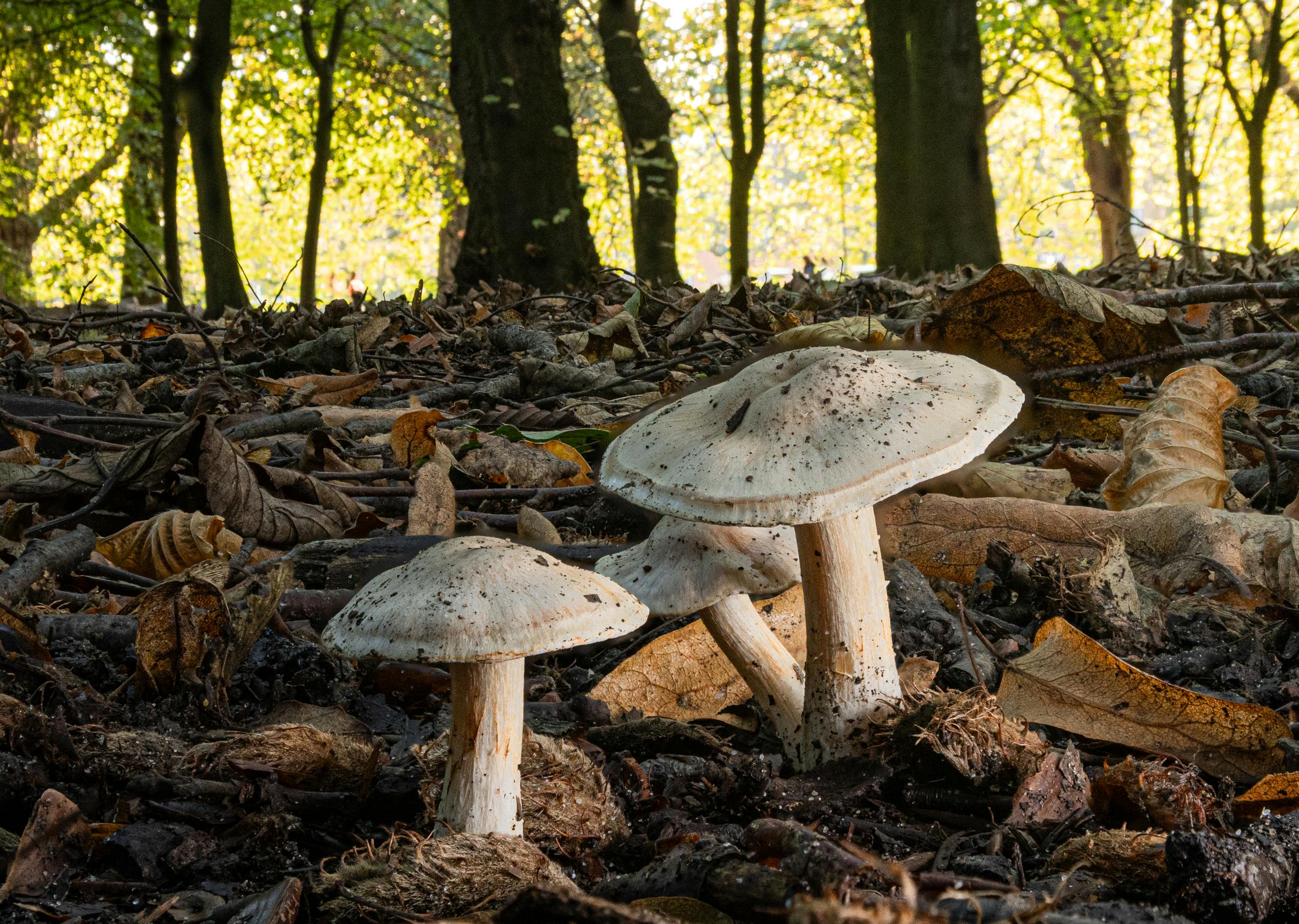 Liverpool Fall Photos, Download The BEST Free Liverpool Fall Stock ...