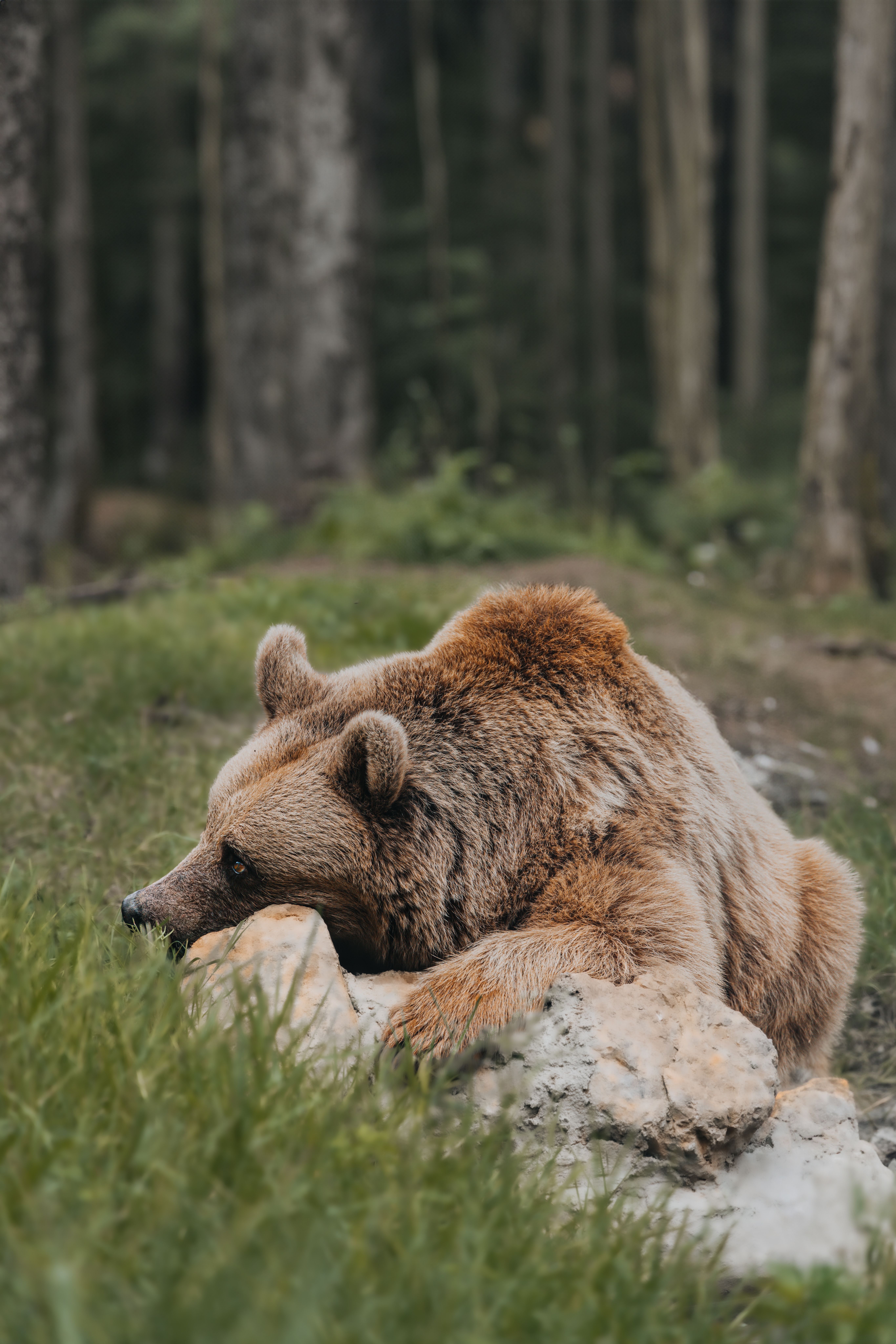 Brown Bear Resting in Forest Landscape · Free Stock Photo