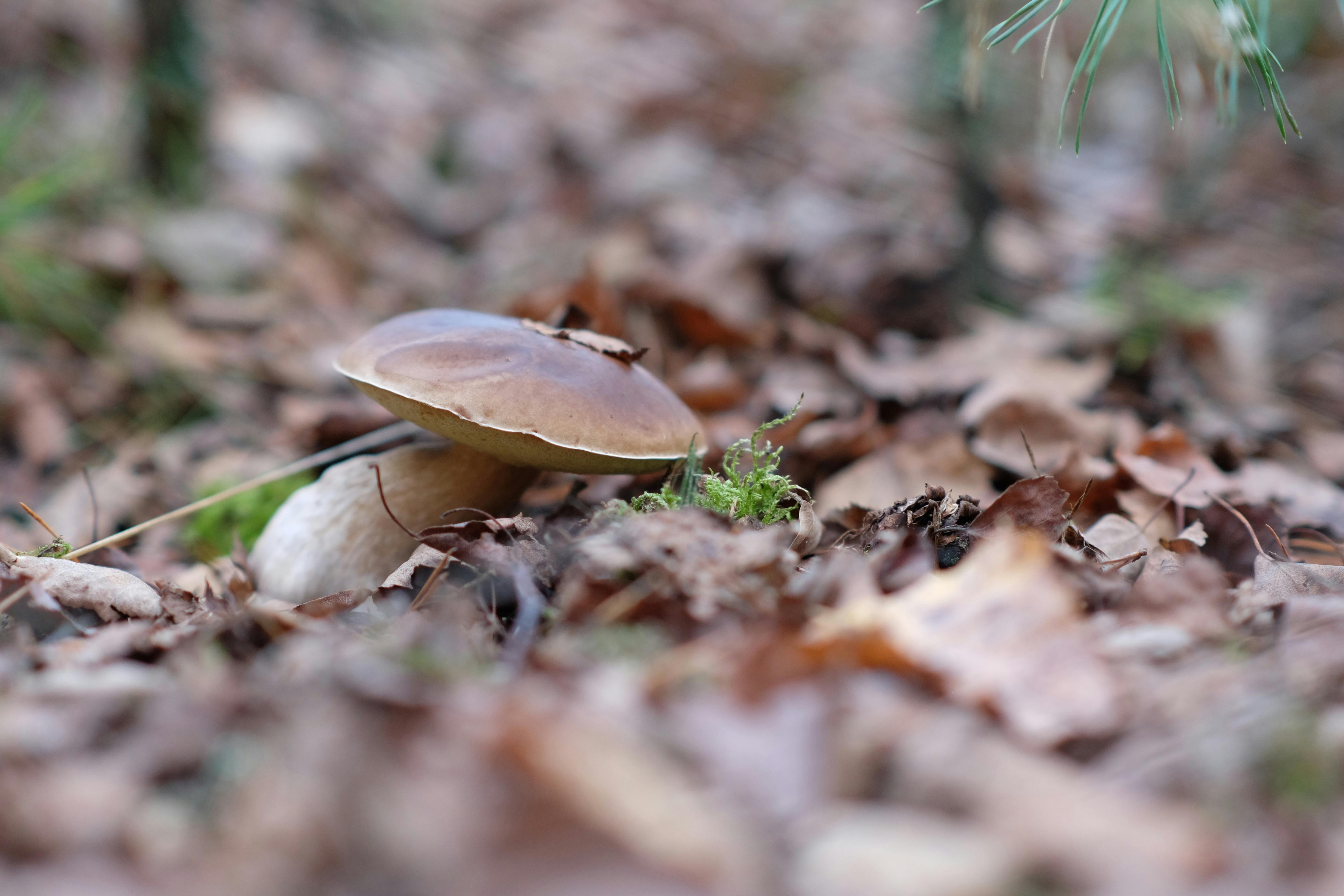 Wild Porcini Mushroom on Forest Floor · Free Stock Photo