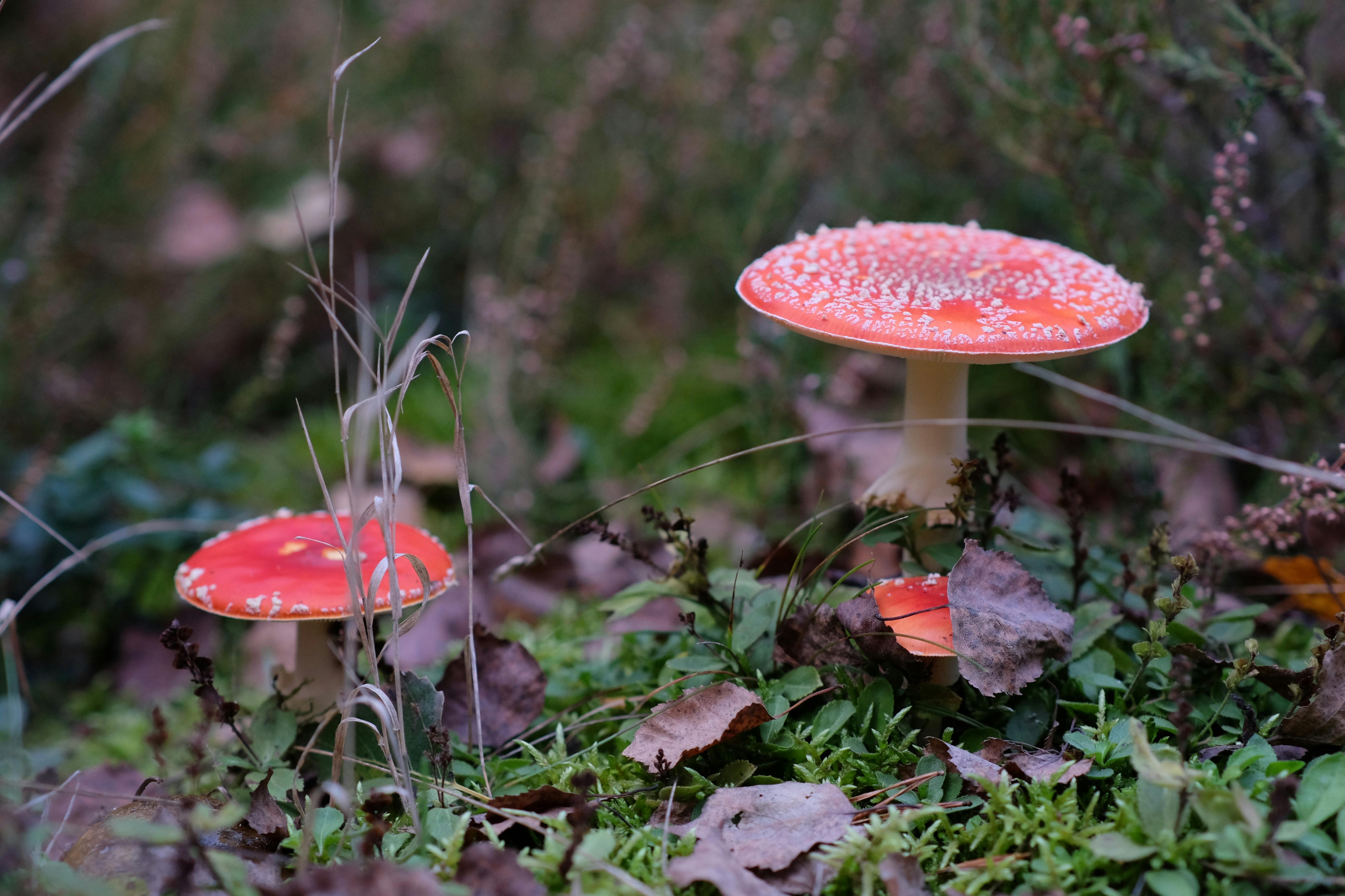 Foto de stock gratuita sobre al aire libre, amanita muscaria, belleza ...