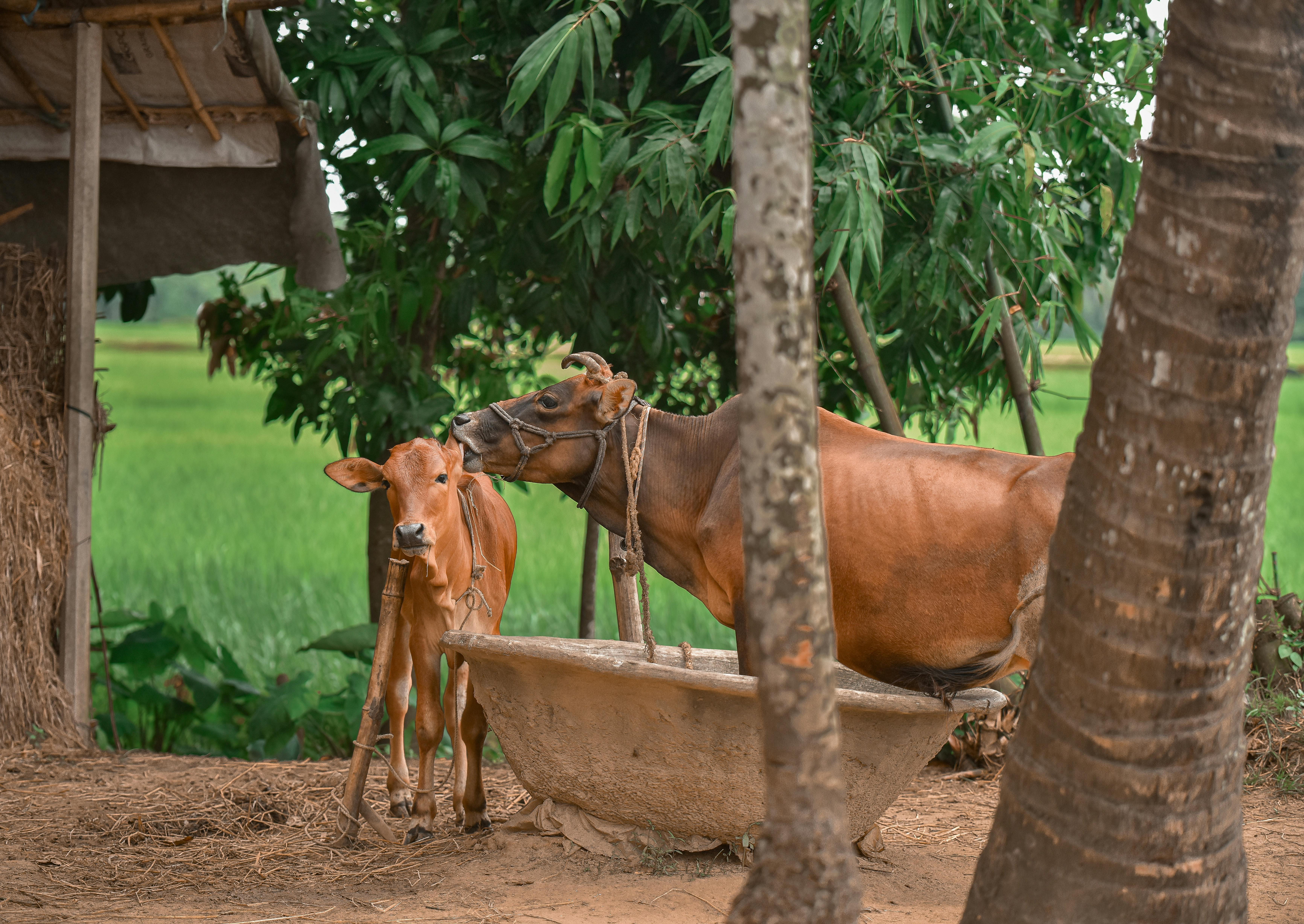 Cow And Calf · Free Stock Photo